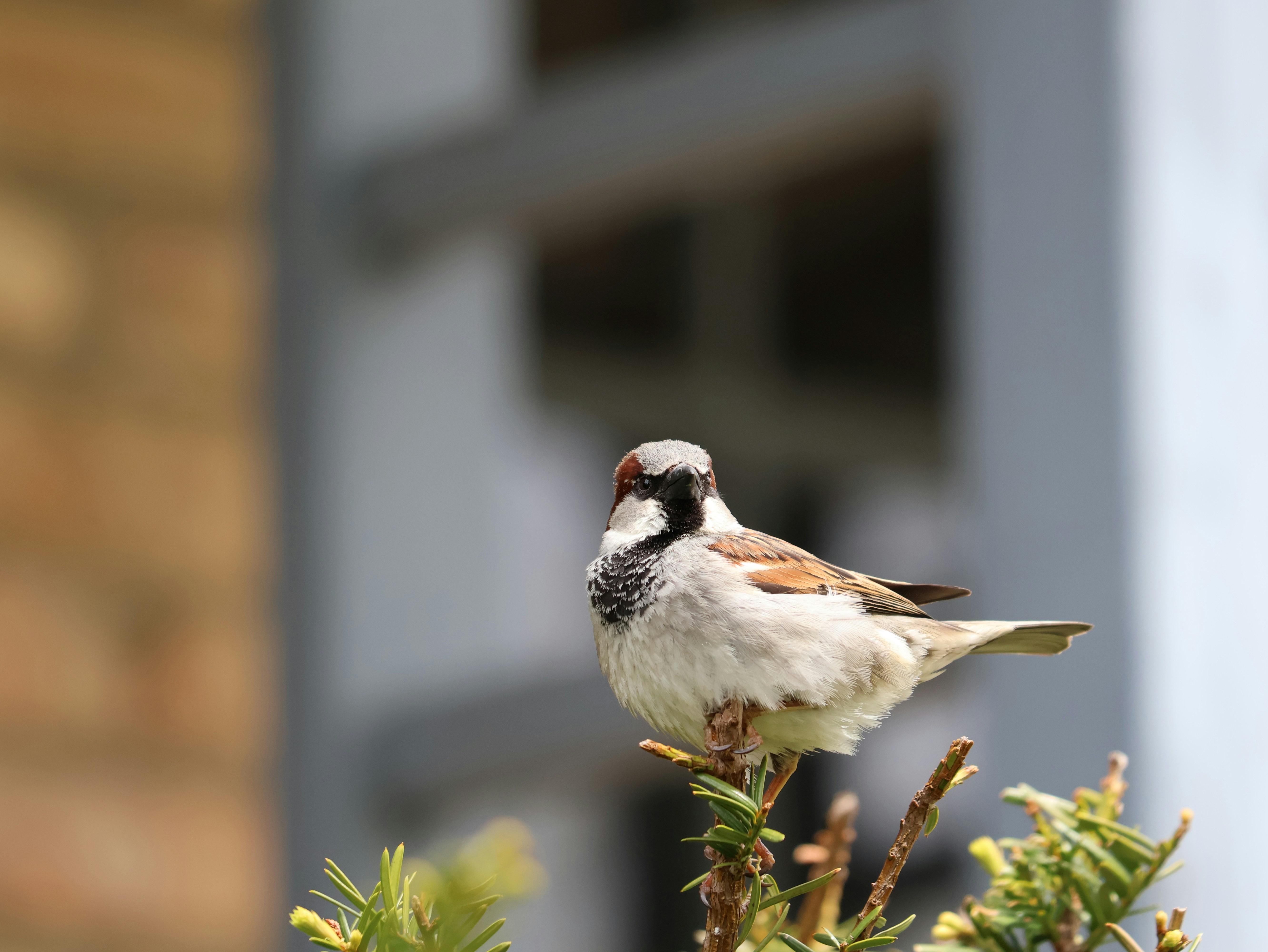 Perched House Sparrow: Quiet Focus on a Tiny Field Guide character