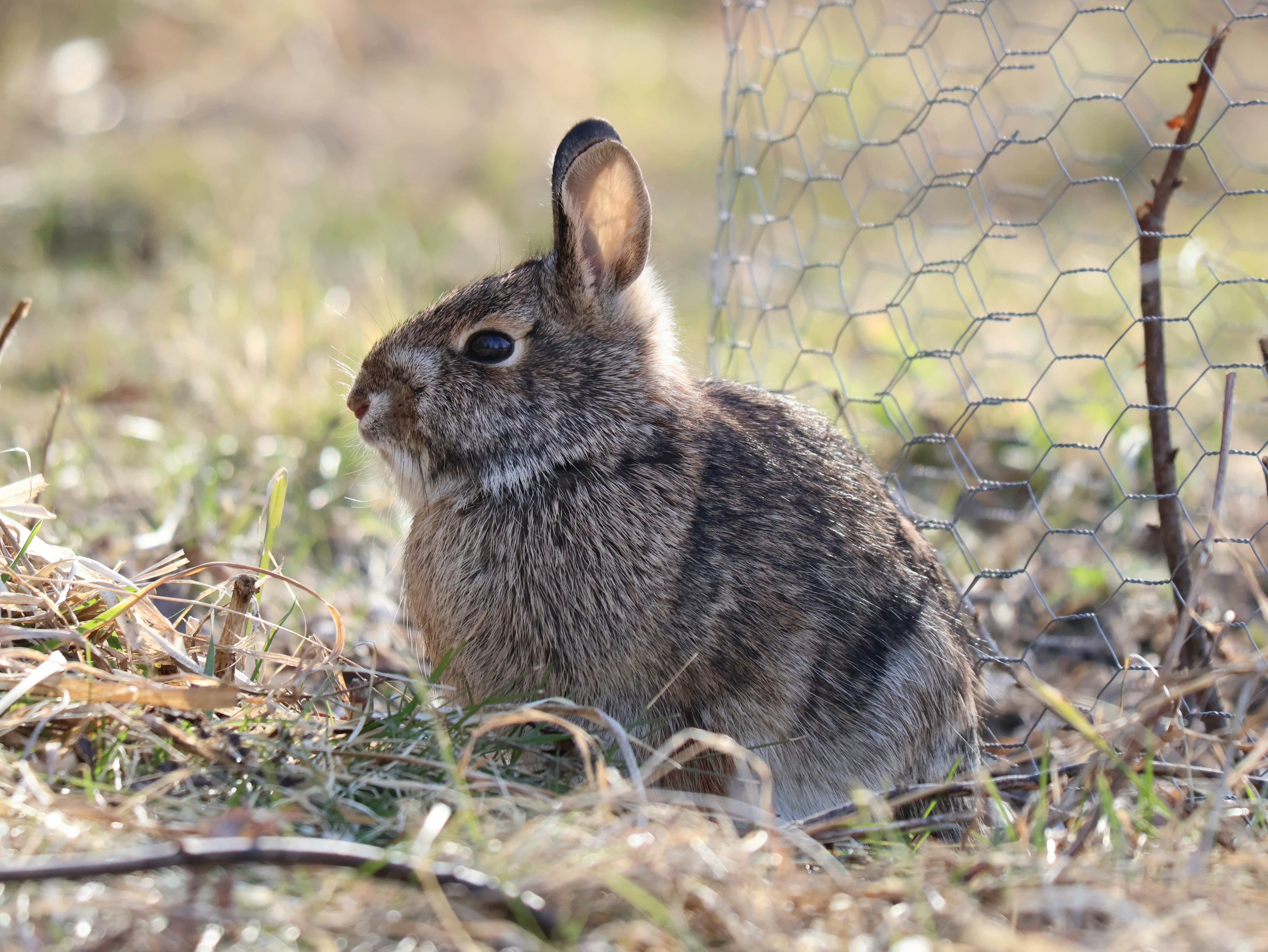 Hutch Watch: A lone rabbit pauses in sunlit grass near a wire mesh barrier