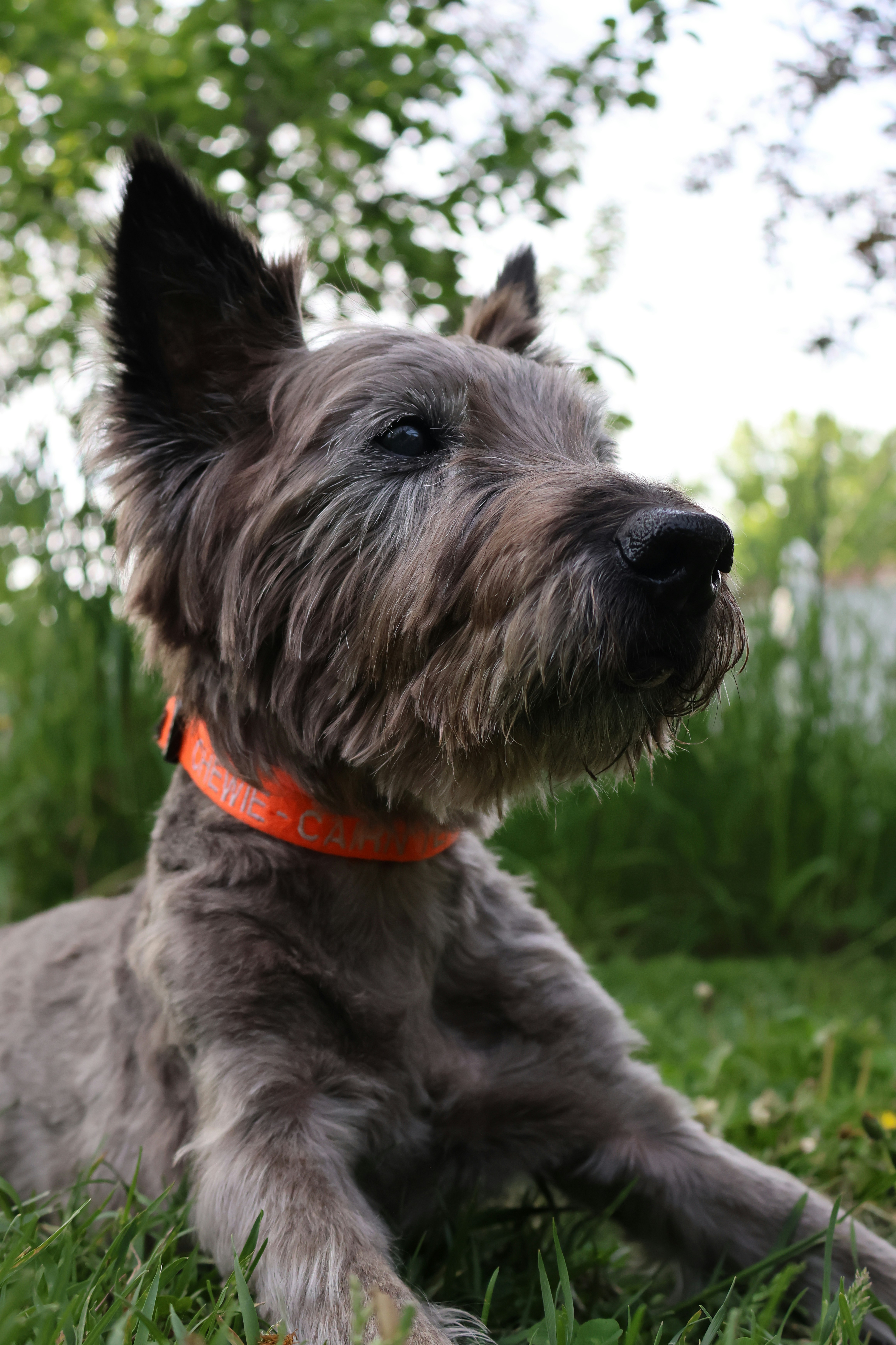 Portrait of a Curious Cairn: Close-Up in Green Room