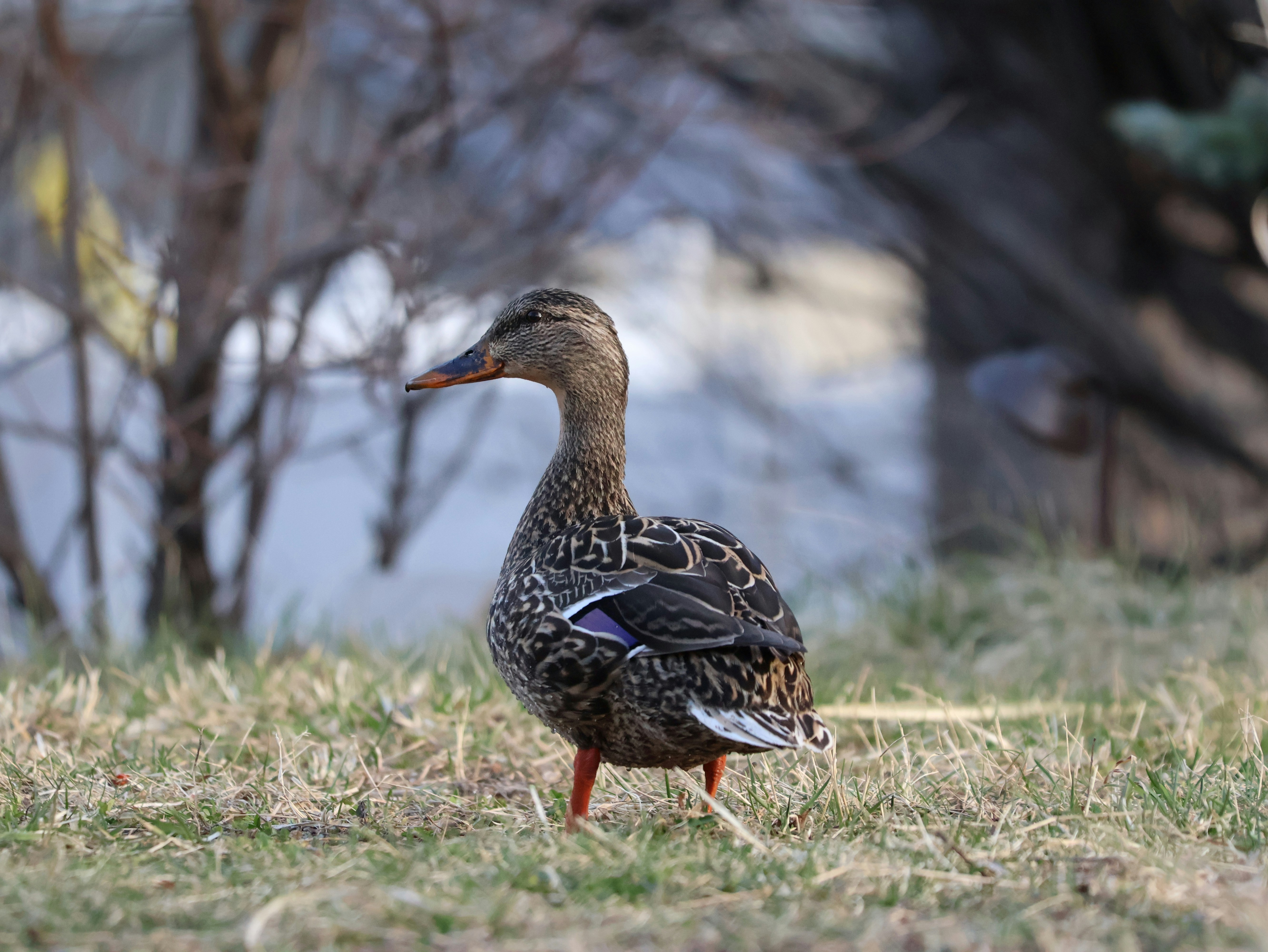 A Female Mallard Duck stands in green & yellow grass in early Spring