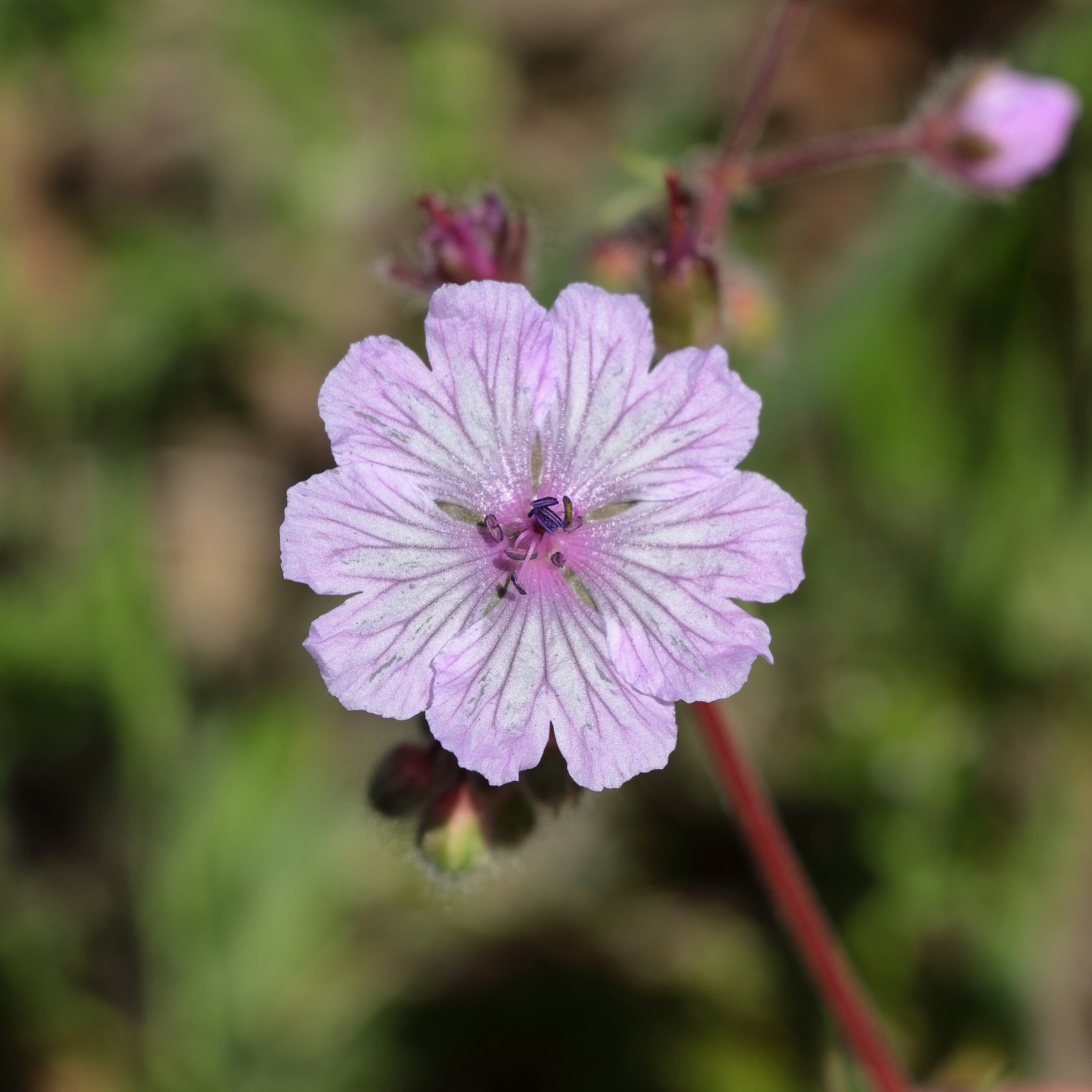 Lavender-rose Petal Bloom: A Close-Up of Soft Veins and Delicate Center
