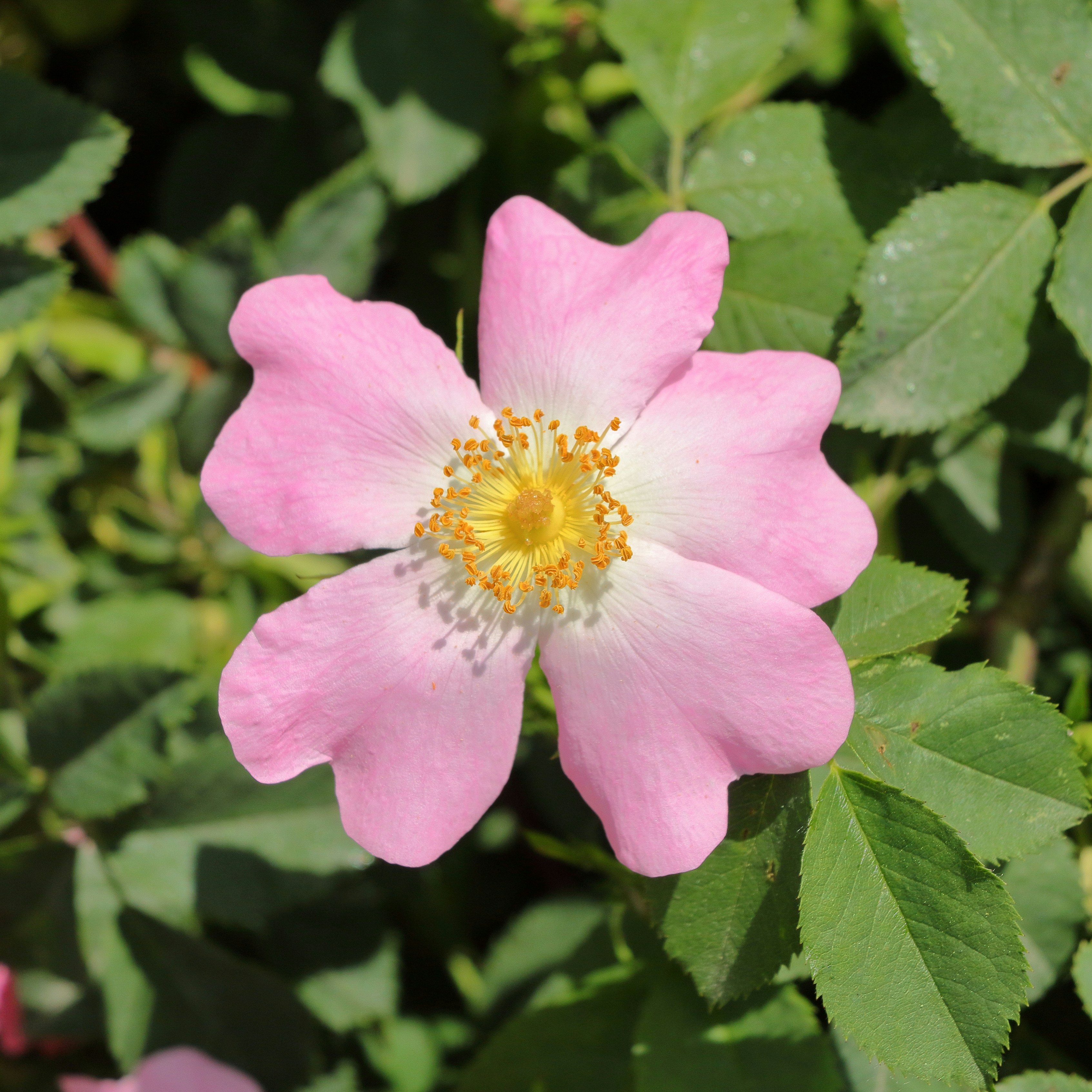 Pink wild rose in sunlit garden bloom