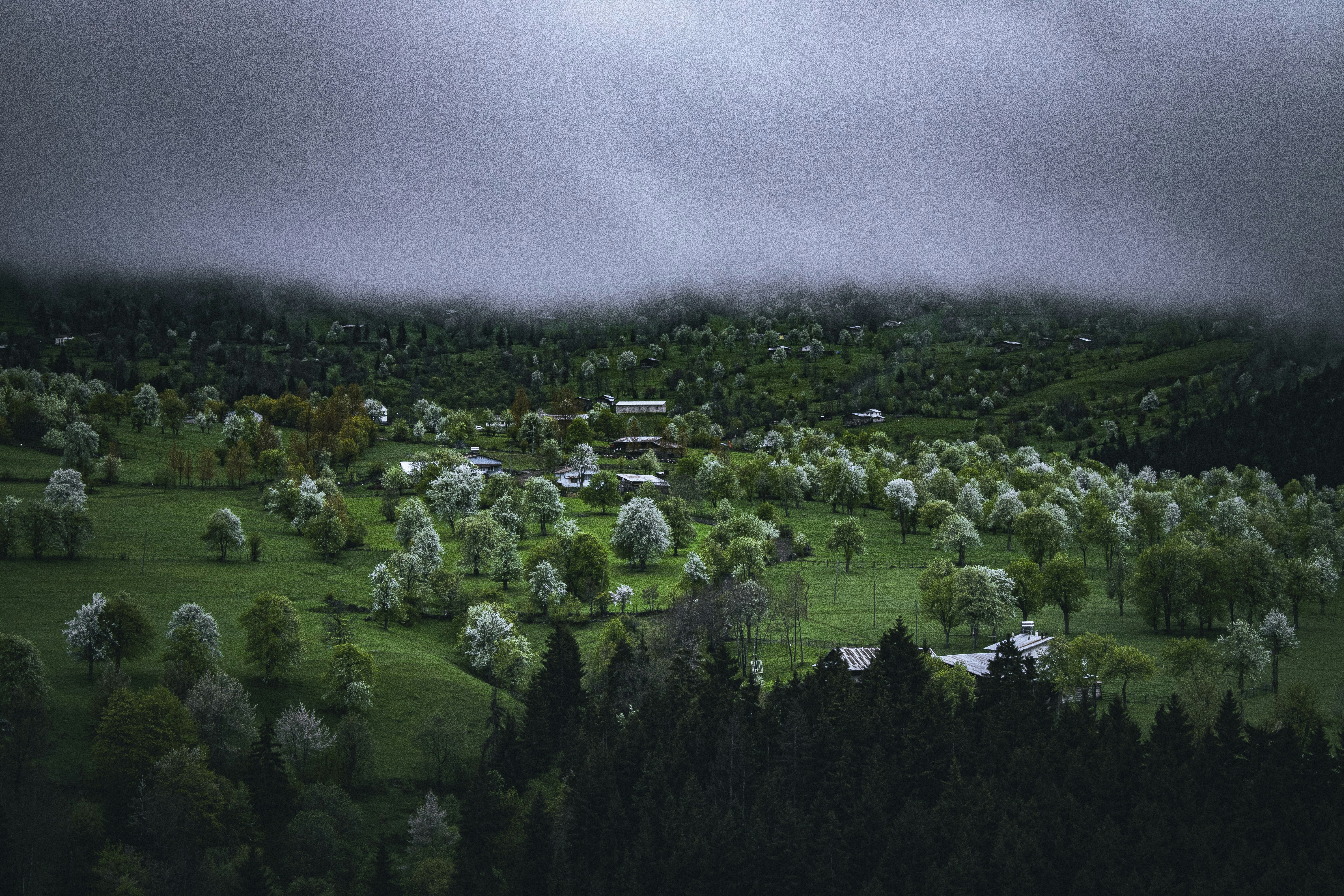 Verdant Valley Beneath the Misty Crest