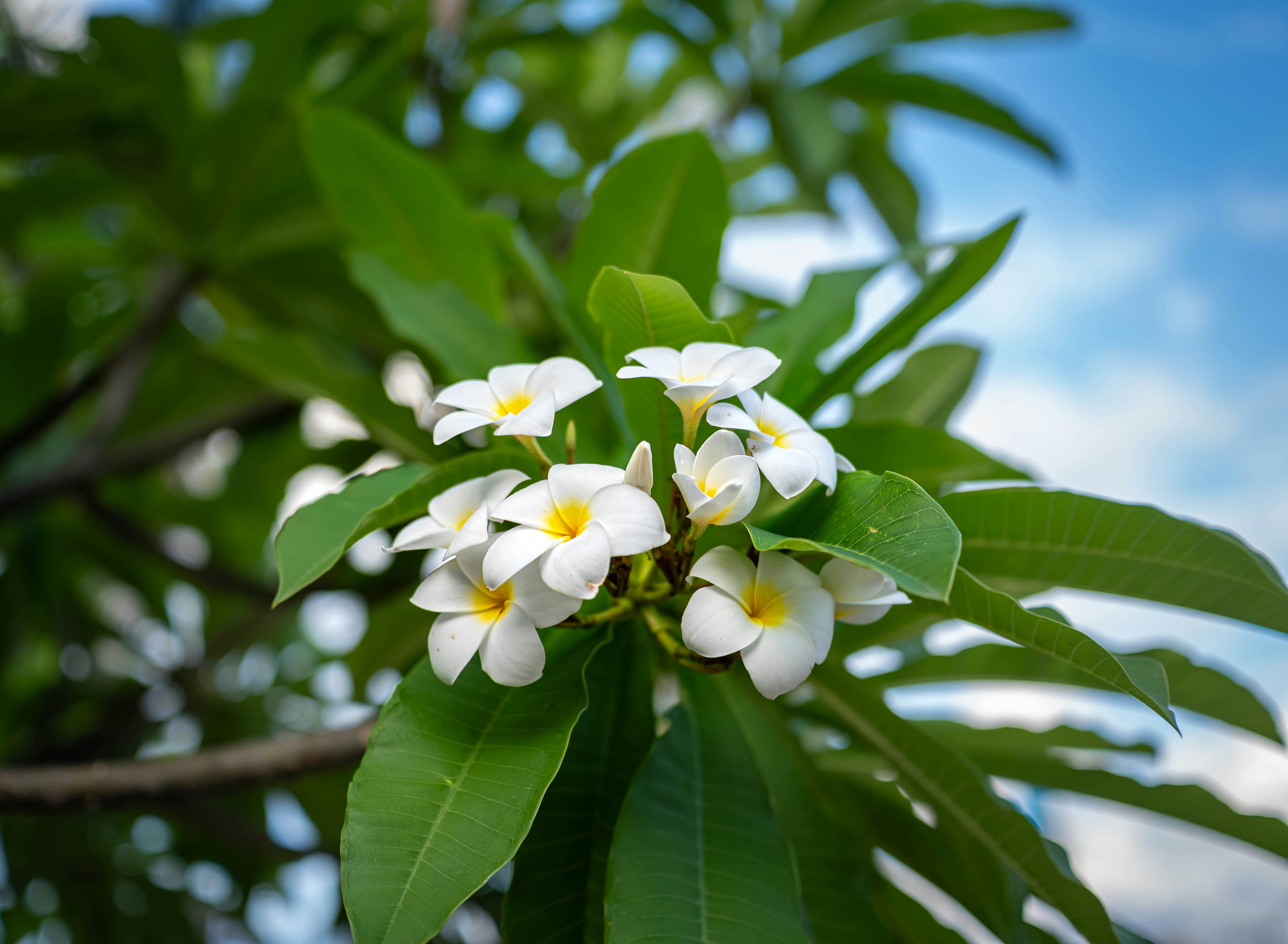 Cluster of White Plumeria Blossoms Amid Green Fronds