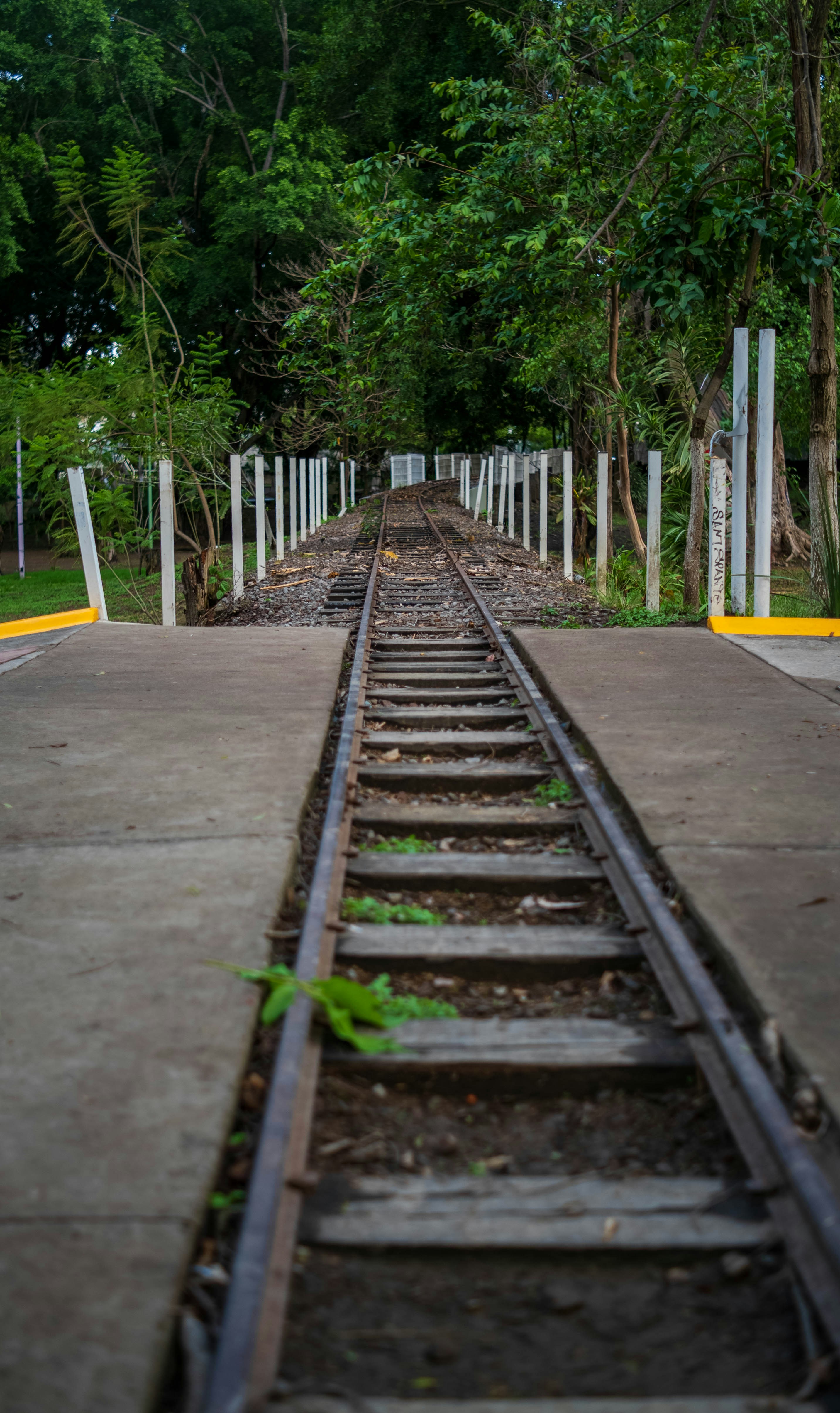 Rusty Rails Reaching Through a Green Corridor