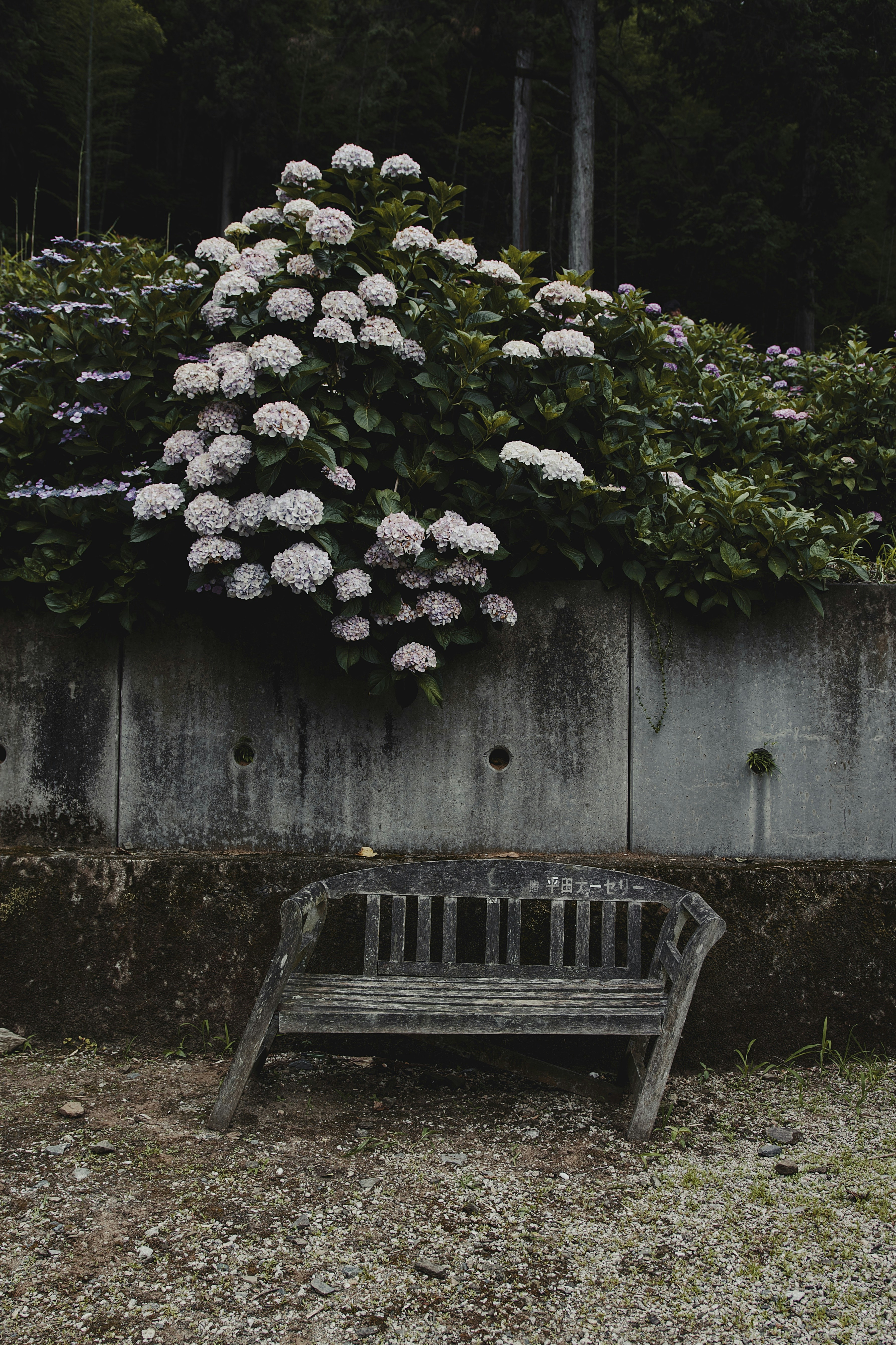 Quiet Hydrangea Overlook by a Weathered Bench