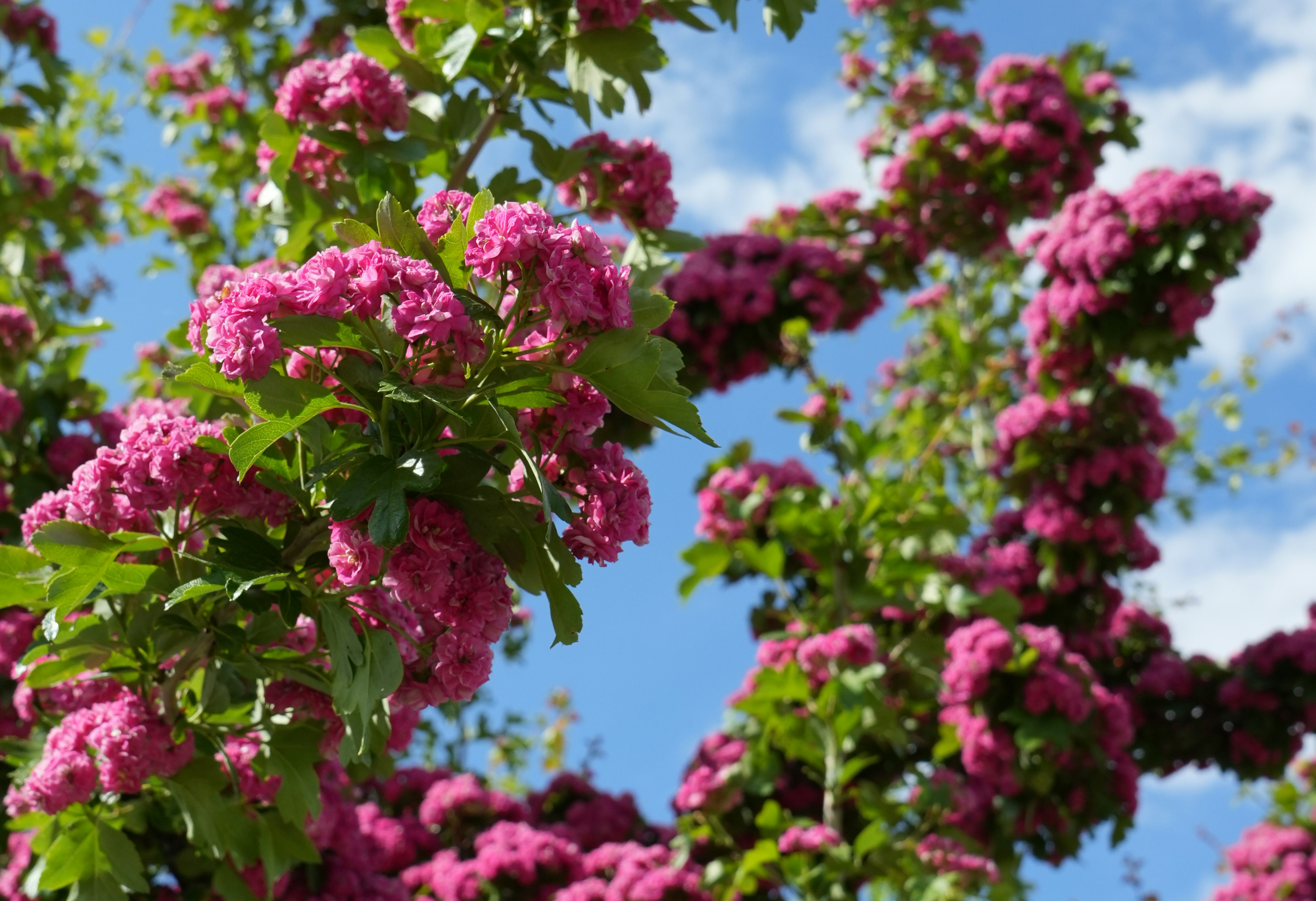 Pink Hydrangea-like Blossoms Reaching Toward a Bright Sky