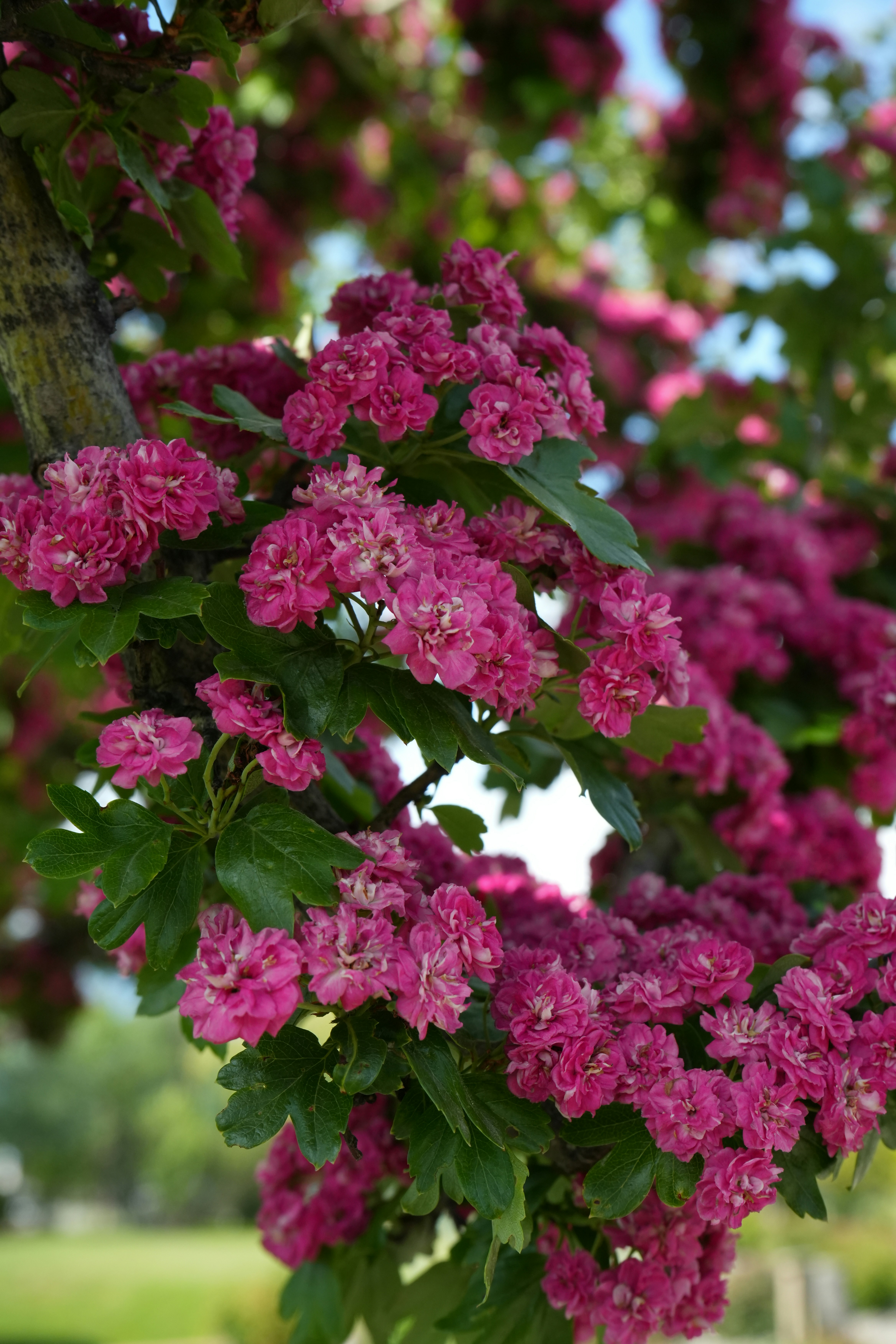 Pink Bolero: A Cascade of Rosy Blooms Draped Over a Sunlit Trunk