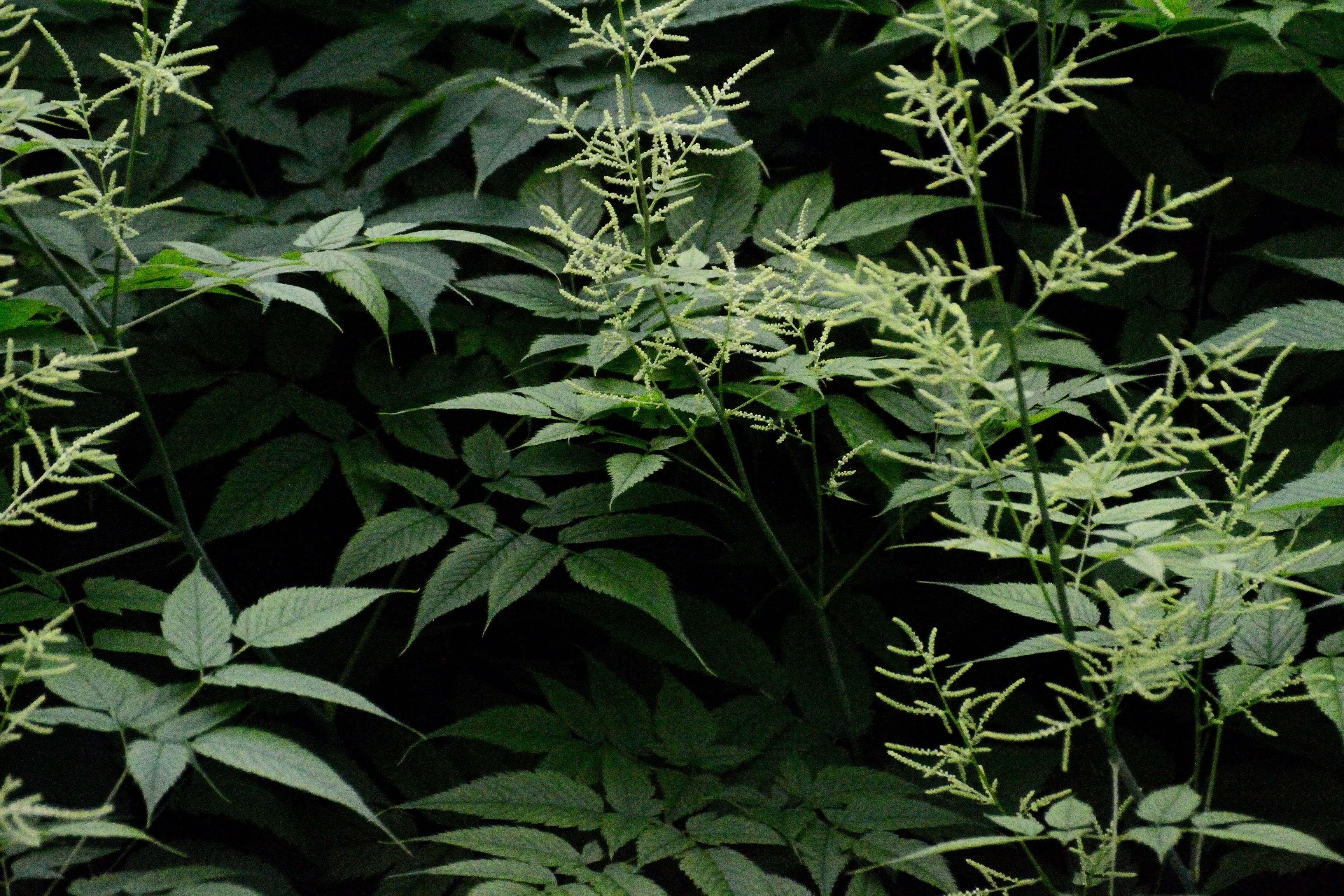 Delicate Fern-Like Ferns Among Dark Leaves