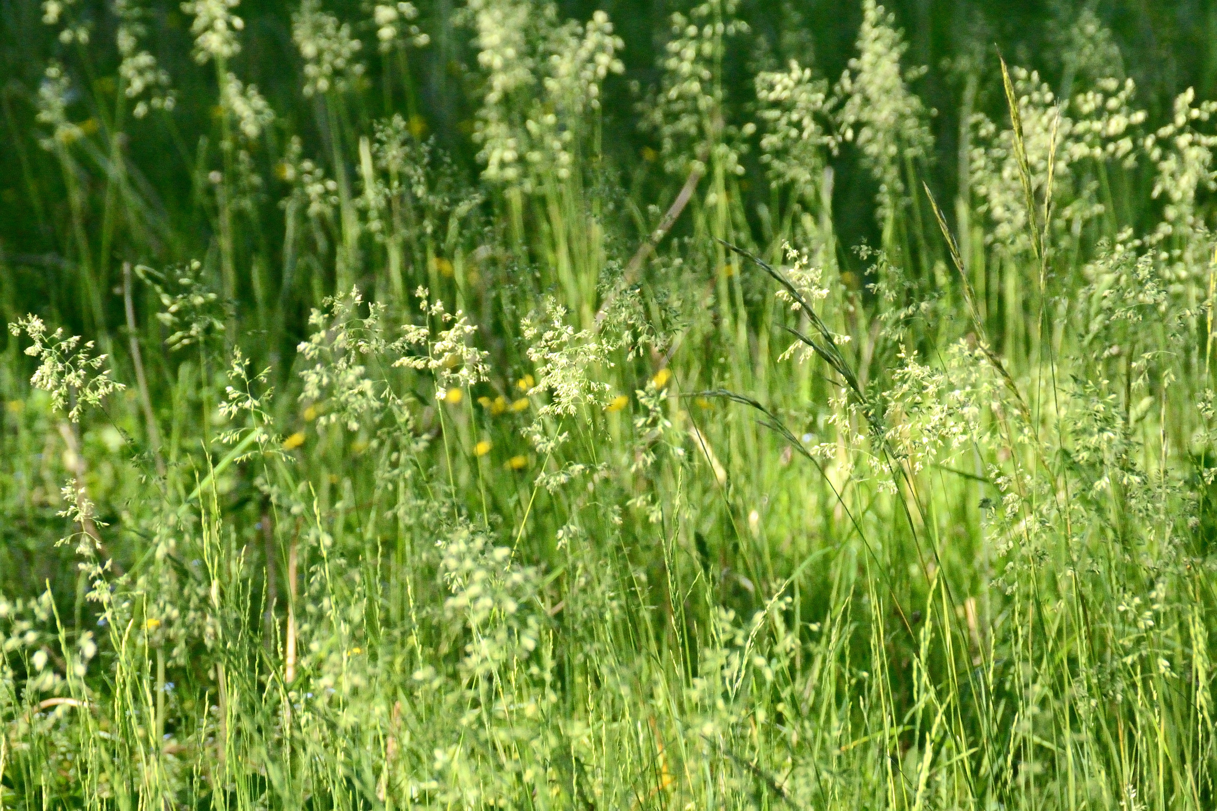 Sunlit Wildgrass Patch in a Quiet Meadow