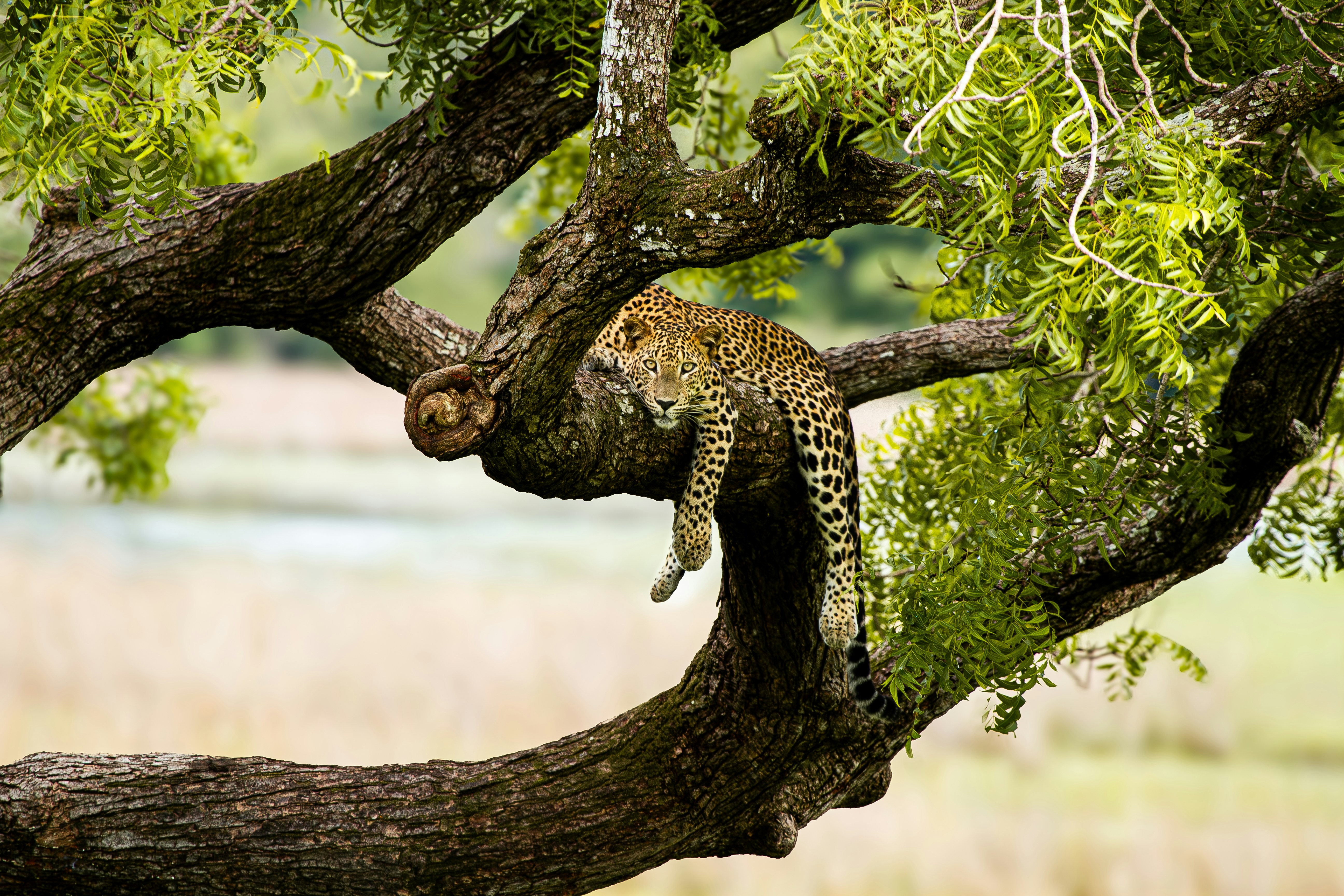 Leopard's Drowsy Repose Across a Weathered Branch