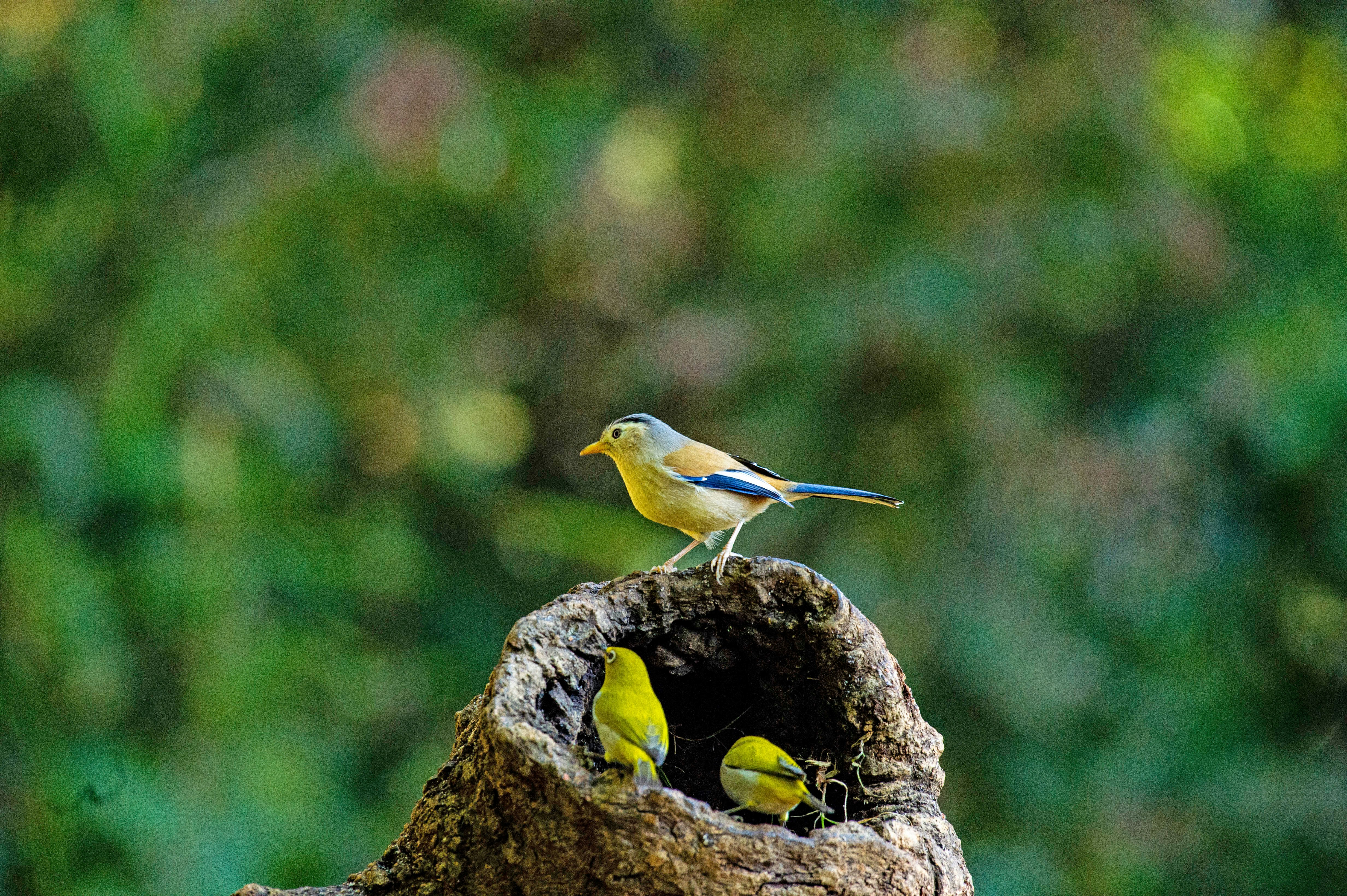 Golden Warbler Standoff on a Sun-Warmed Hollow