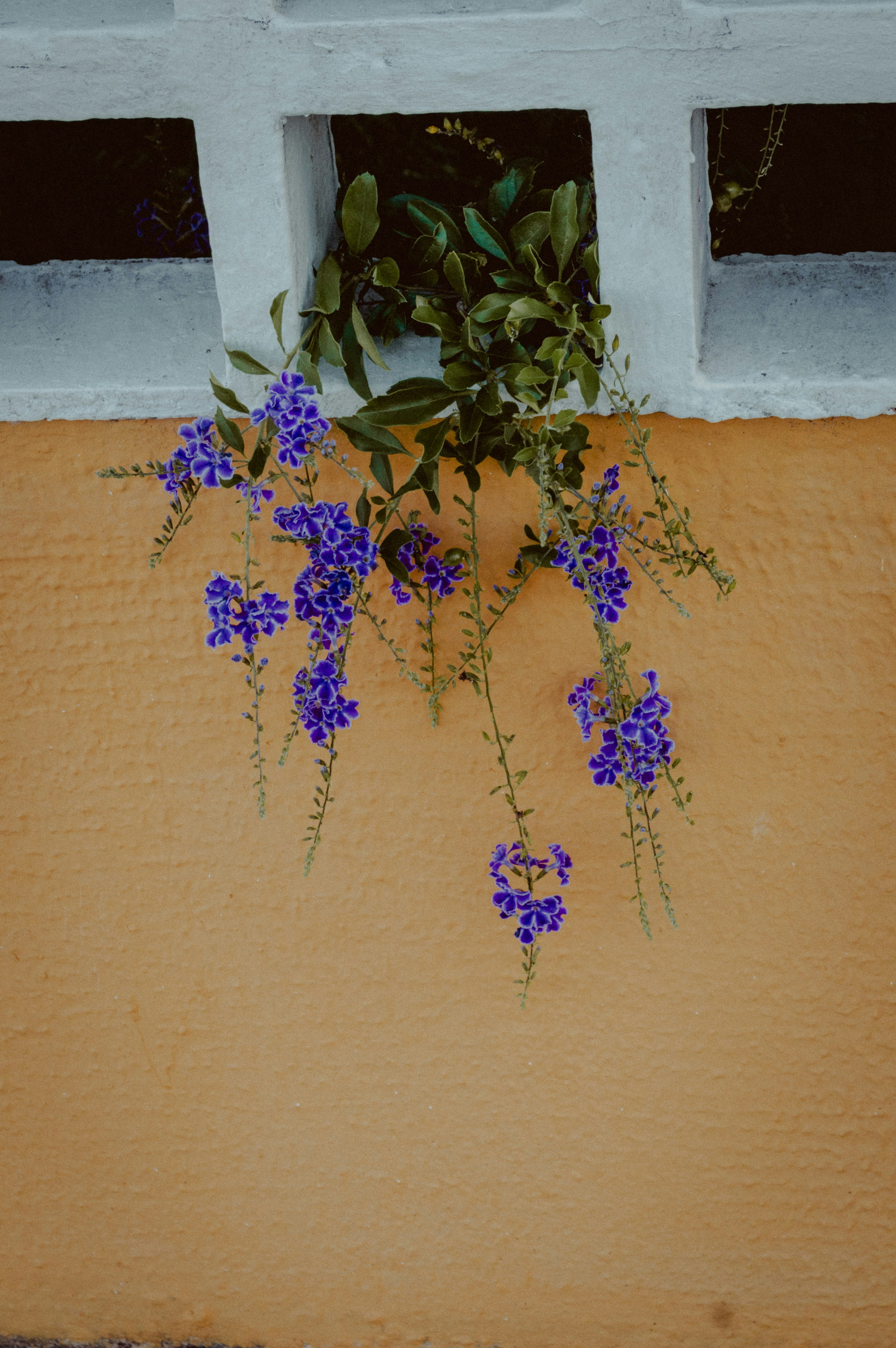 Purple Blooms Spill Over a Sunlit Terrace