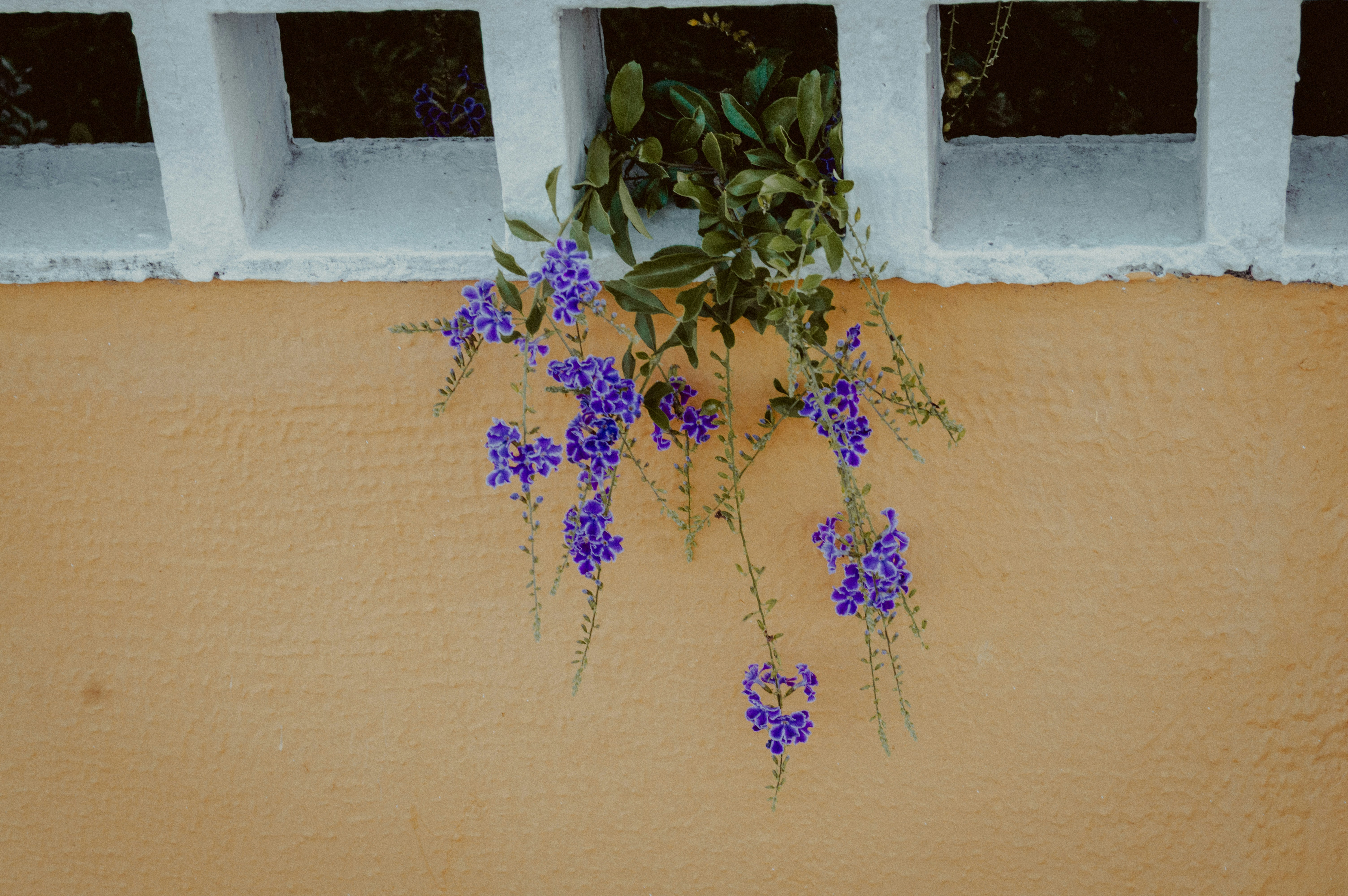 Purple blooms spilling over a sunlit terracotta wall