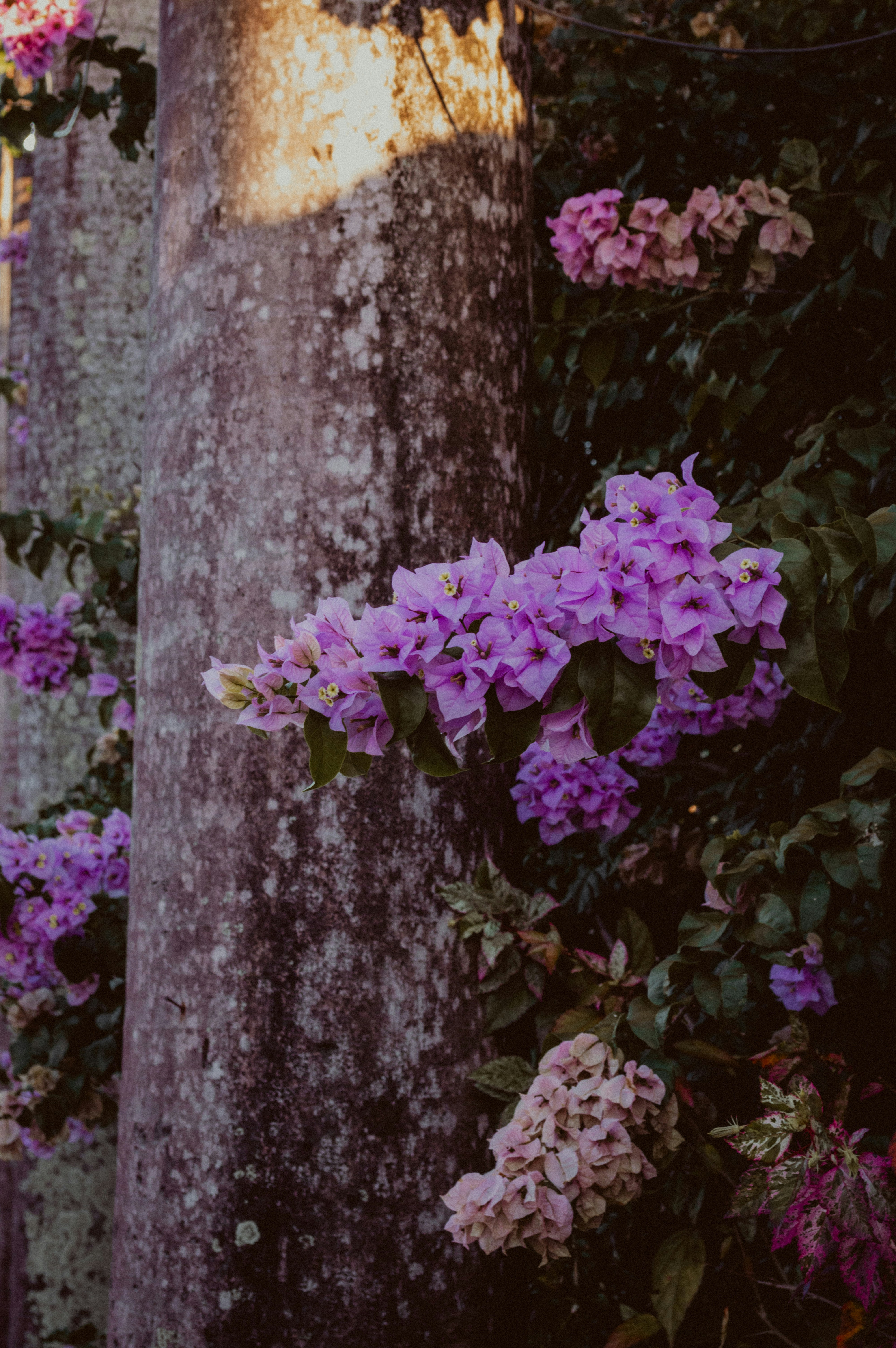 Sunlit Bougainvillea Cresting a Weathered Trunk