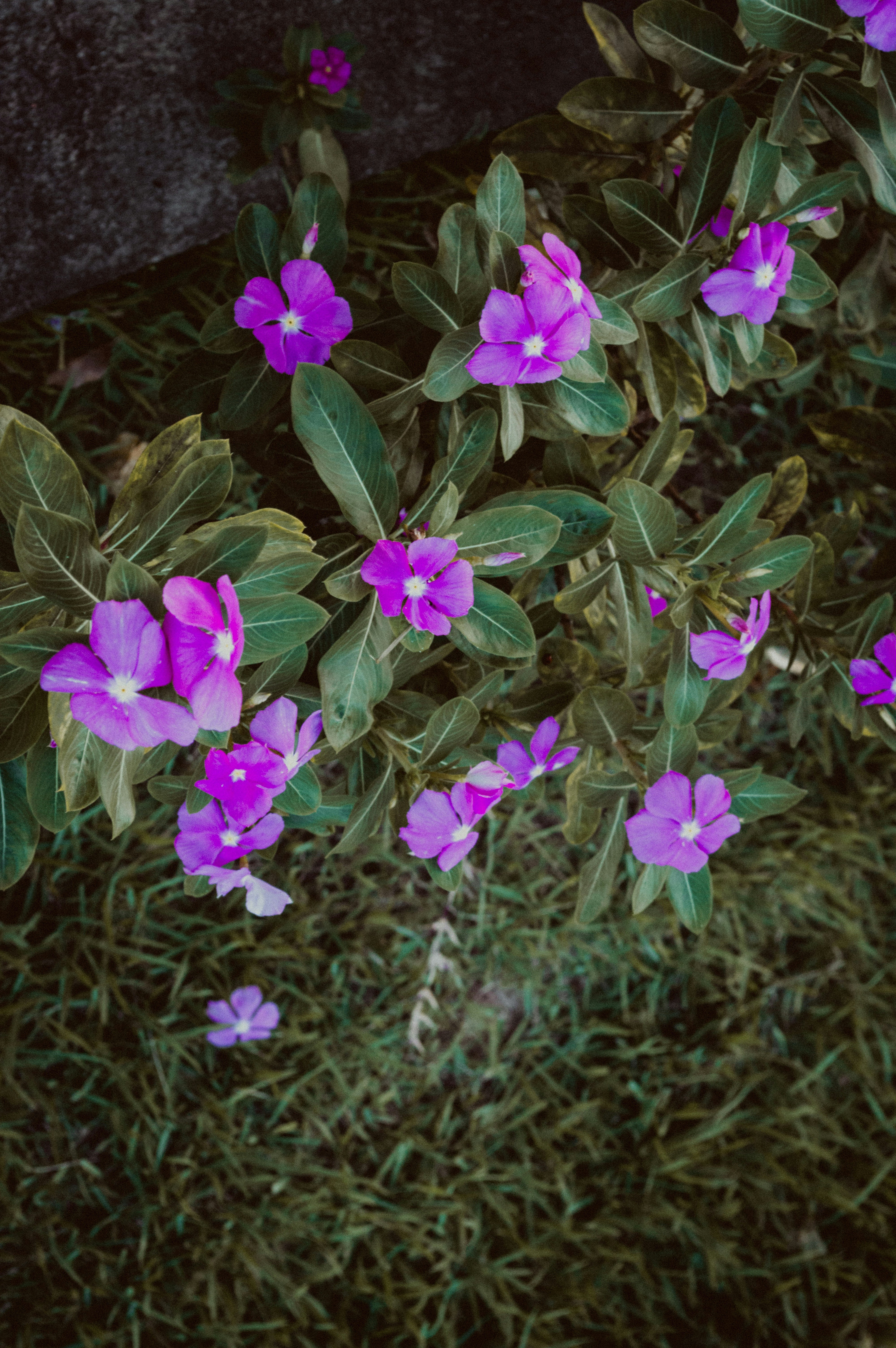 Vivid Violet Blooms Veil a Garden Edge