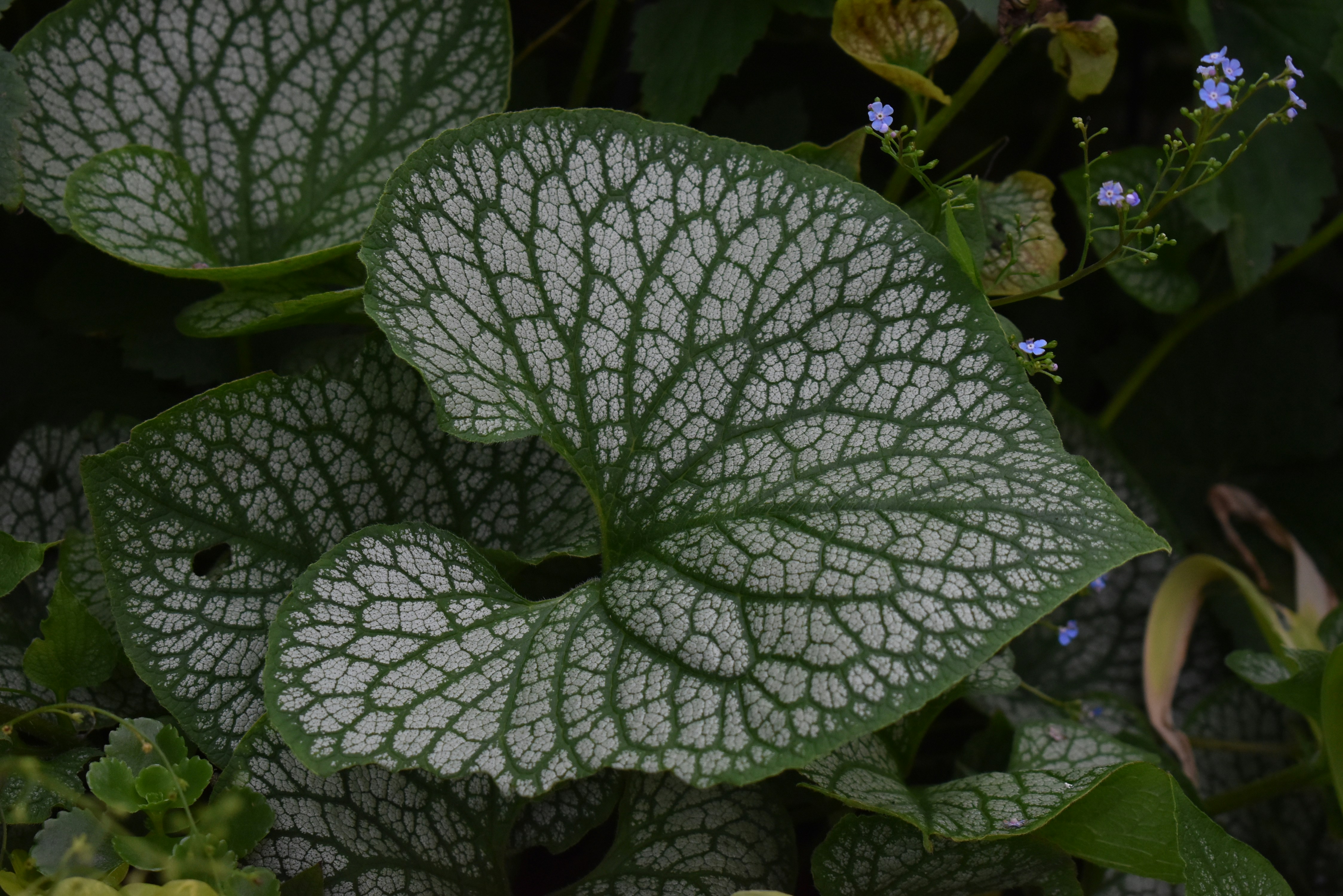 Veined Leaves: Frosted Texture in a Quiet Garden