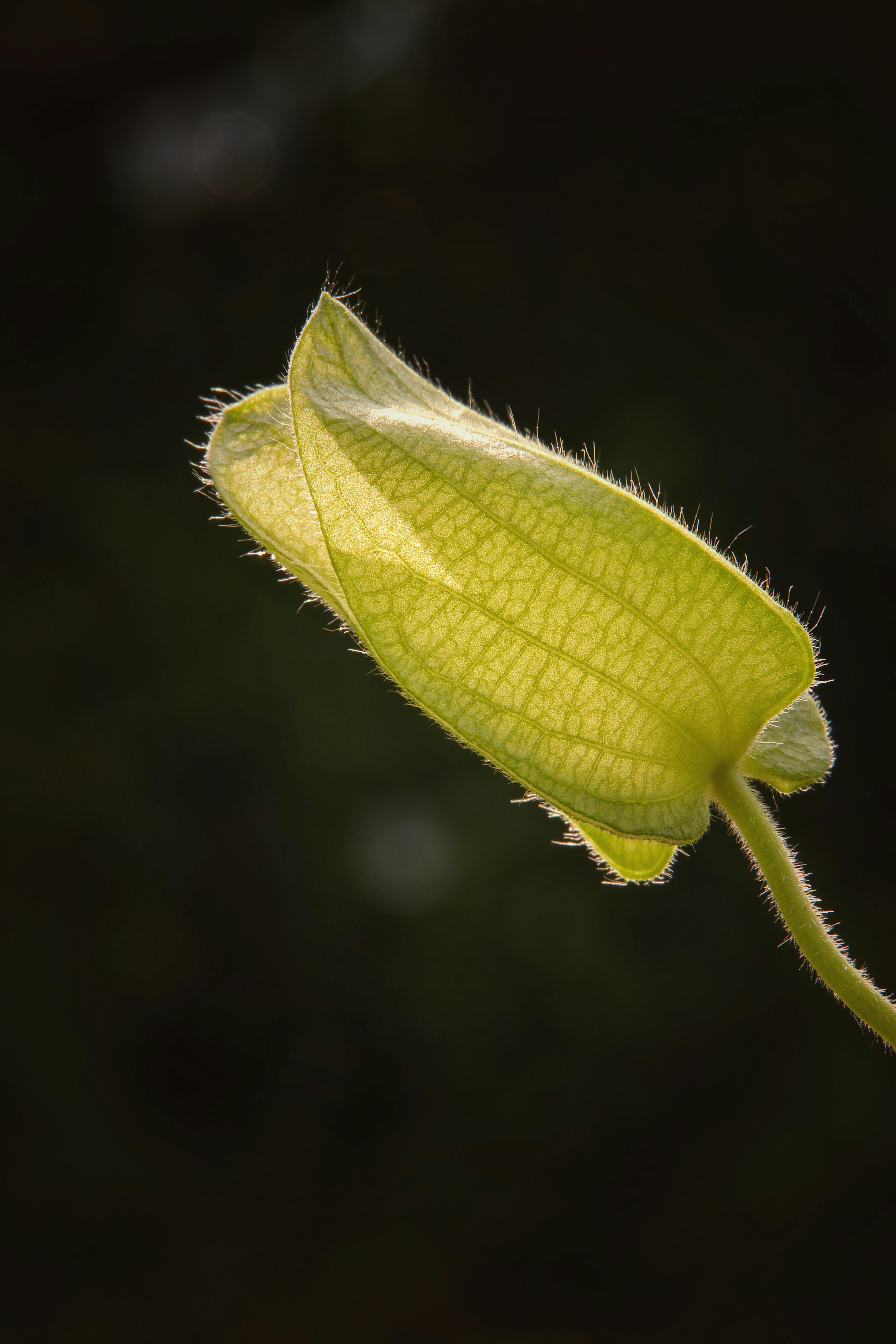 Backlit Green Bud: Delicate Veins and Hairs in Crisp Detail