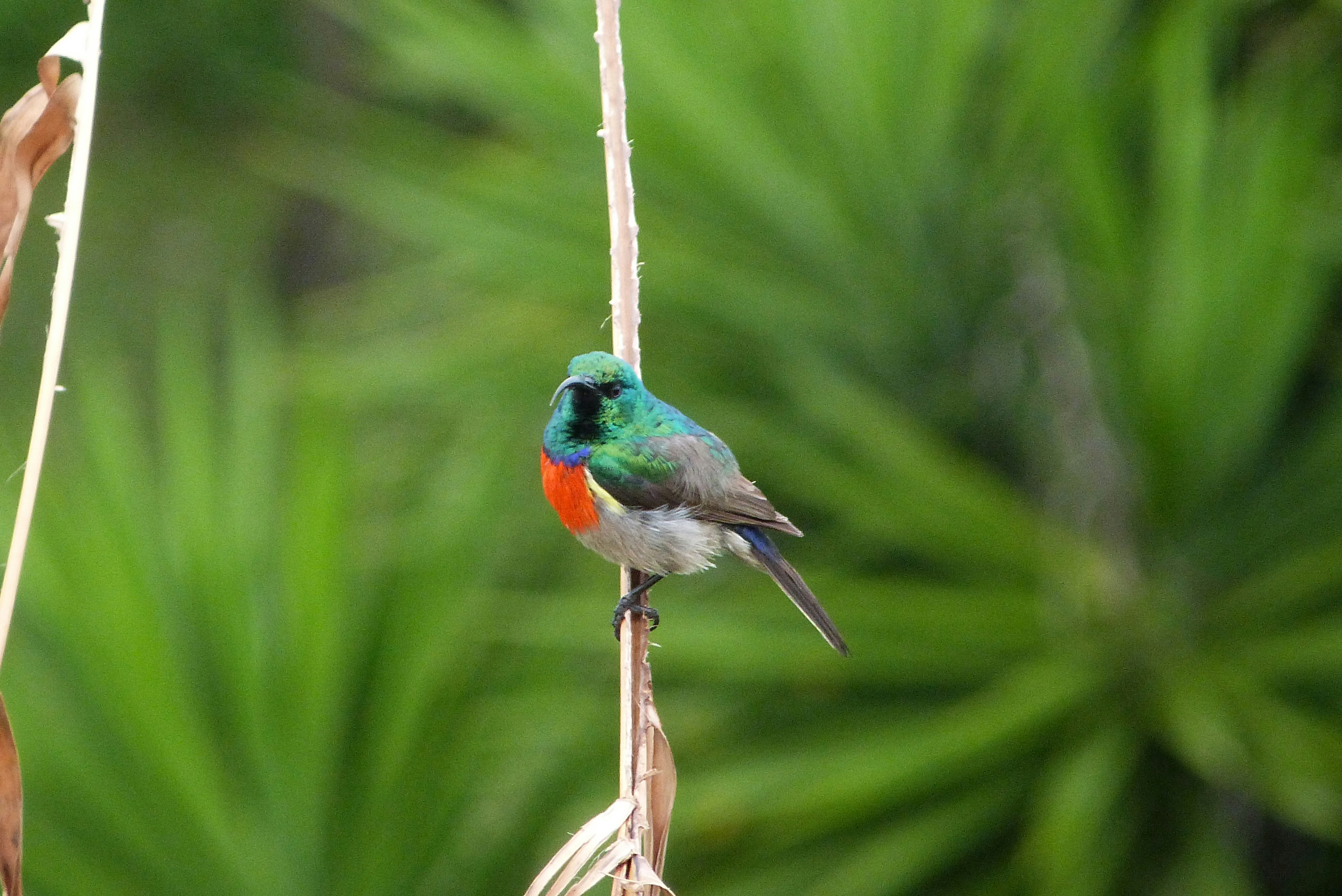 Crimson-tailed Nectar King perching on reed in tropical greens