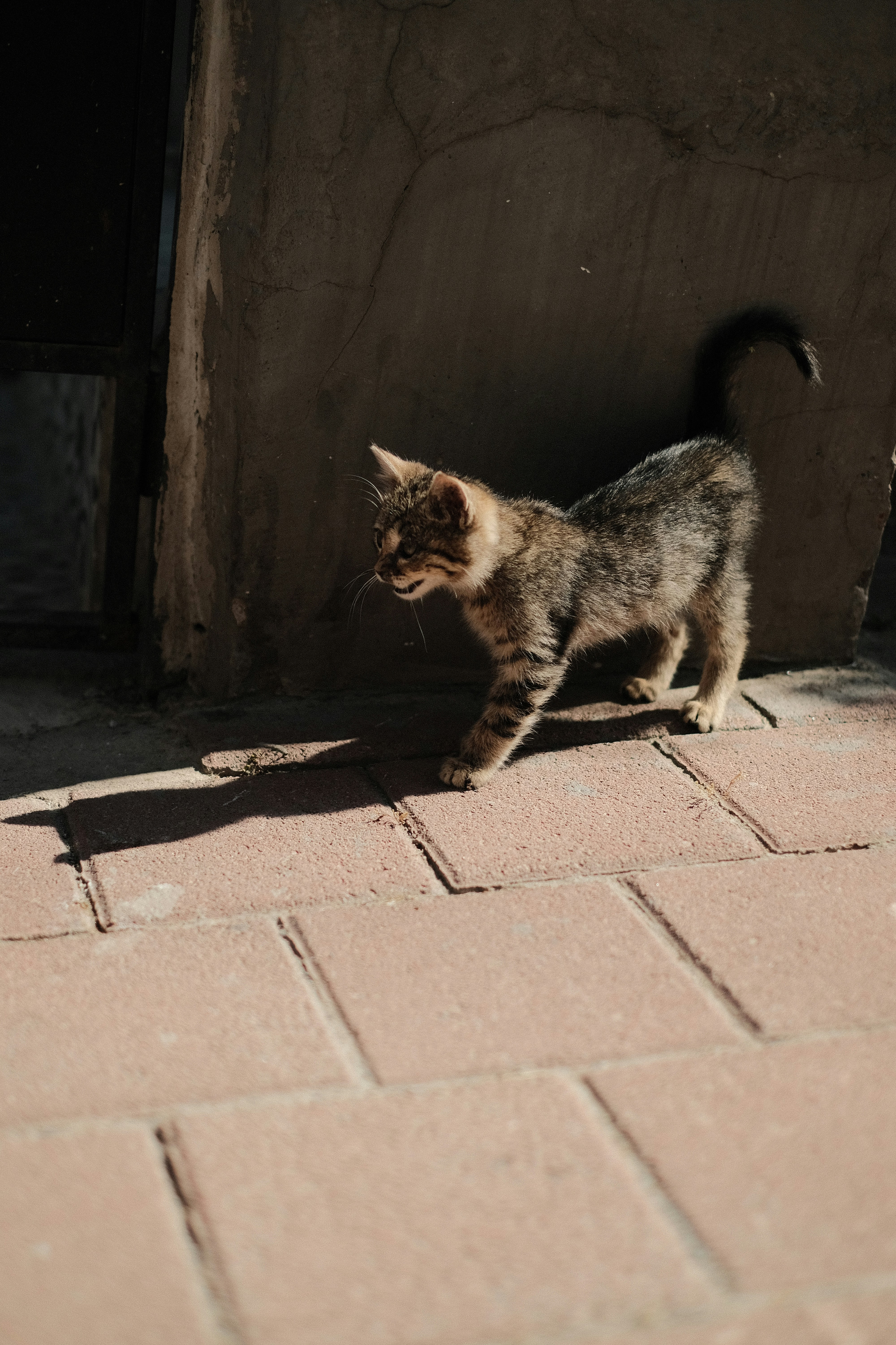 Curious Kitten on Sunlit Tile Trail