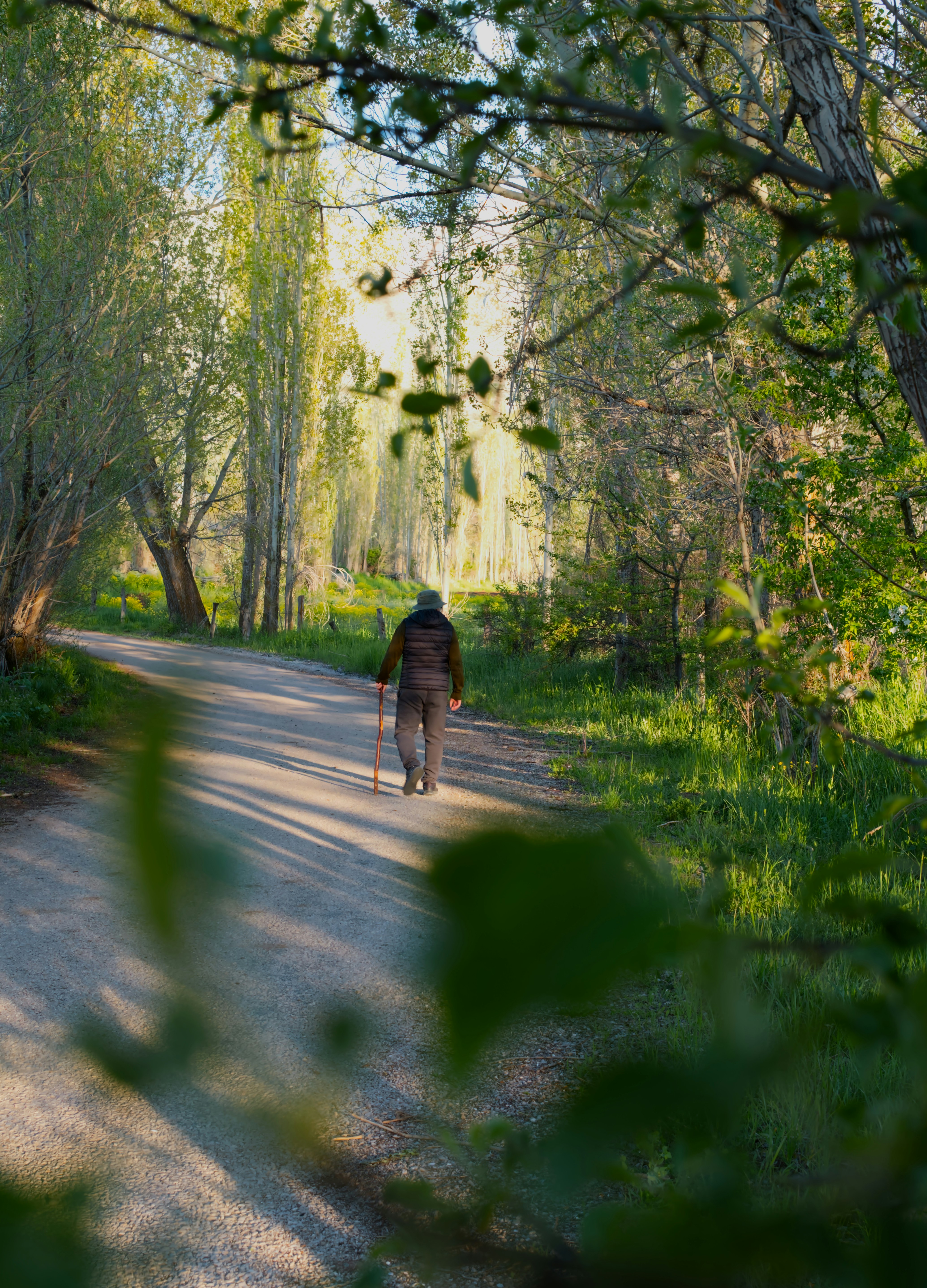 The Walker on the Dappled Path