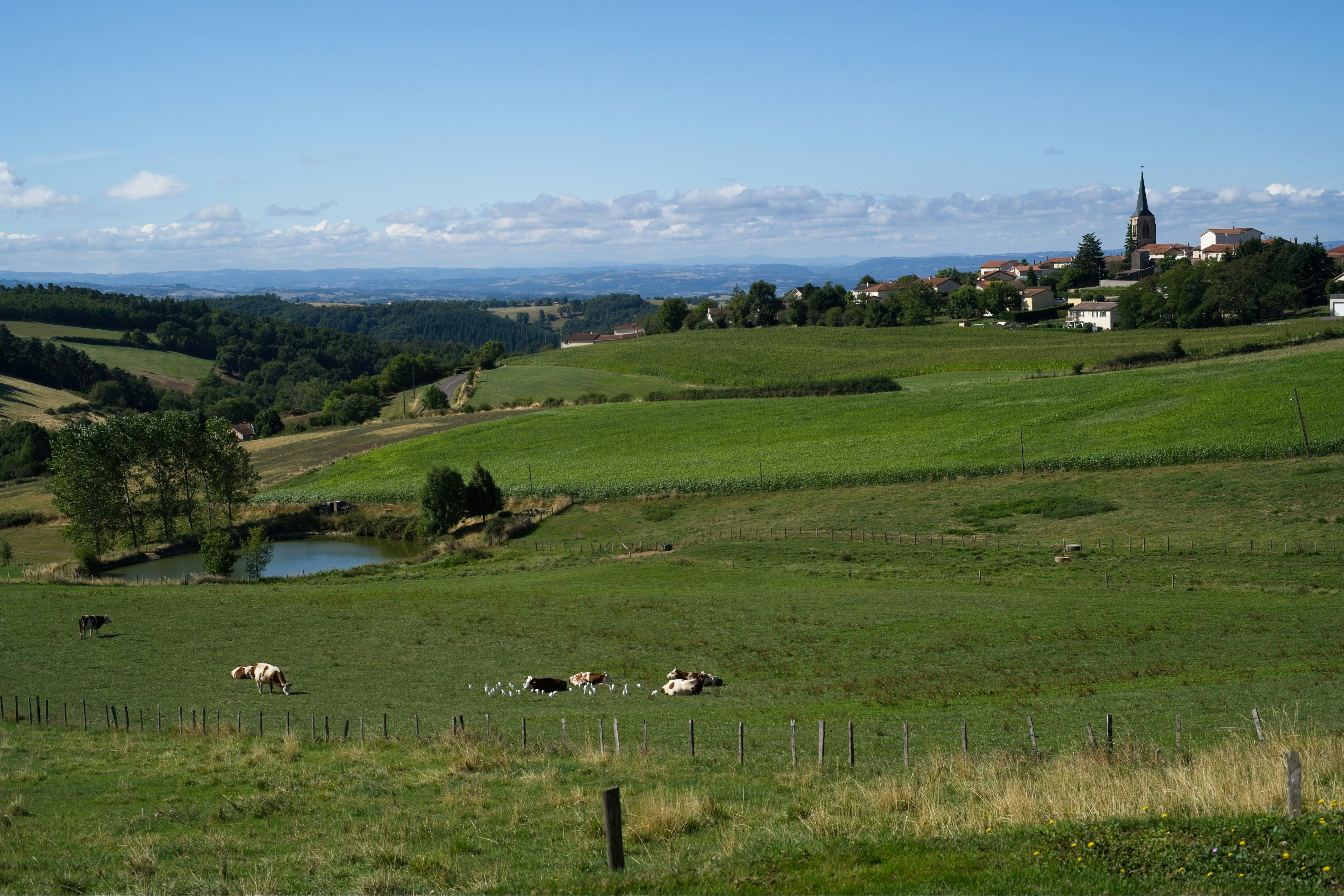 Pastoral Ridge: Cows Beneath a Village Cathedral