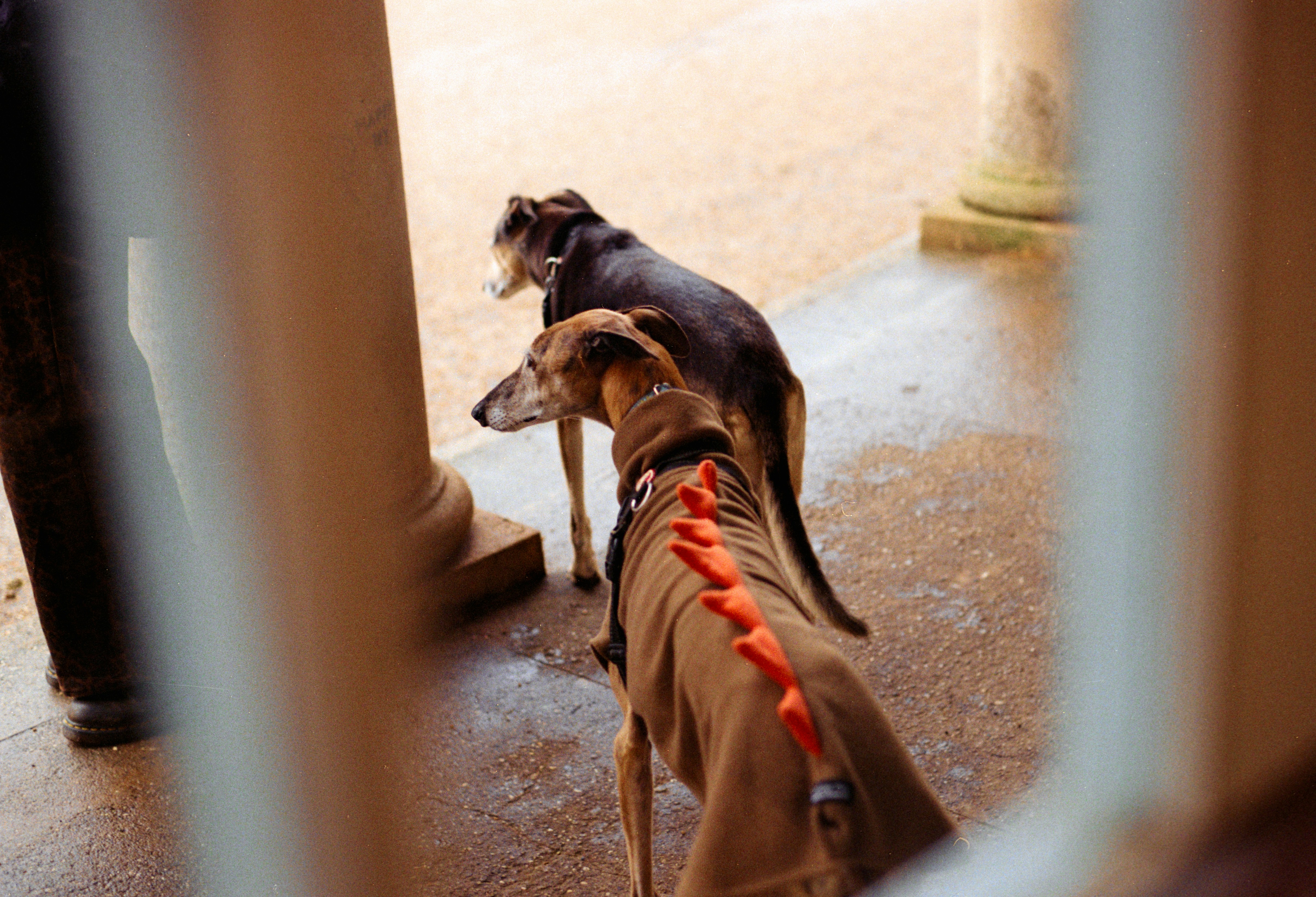 Toward the Gate: A Dog and Its Companion at the Pillars