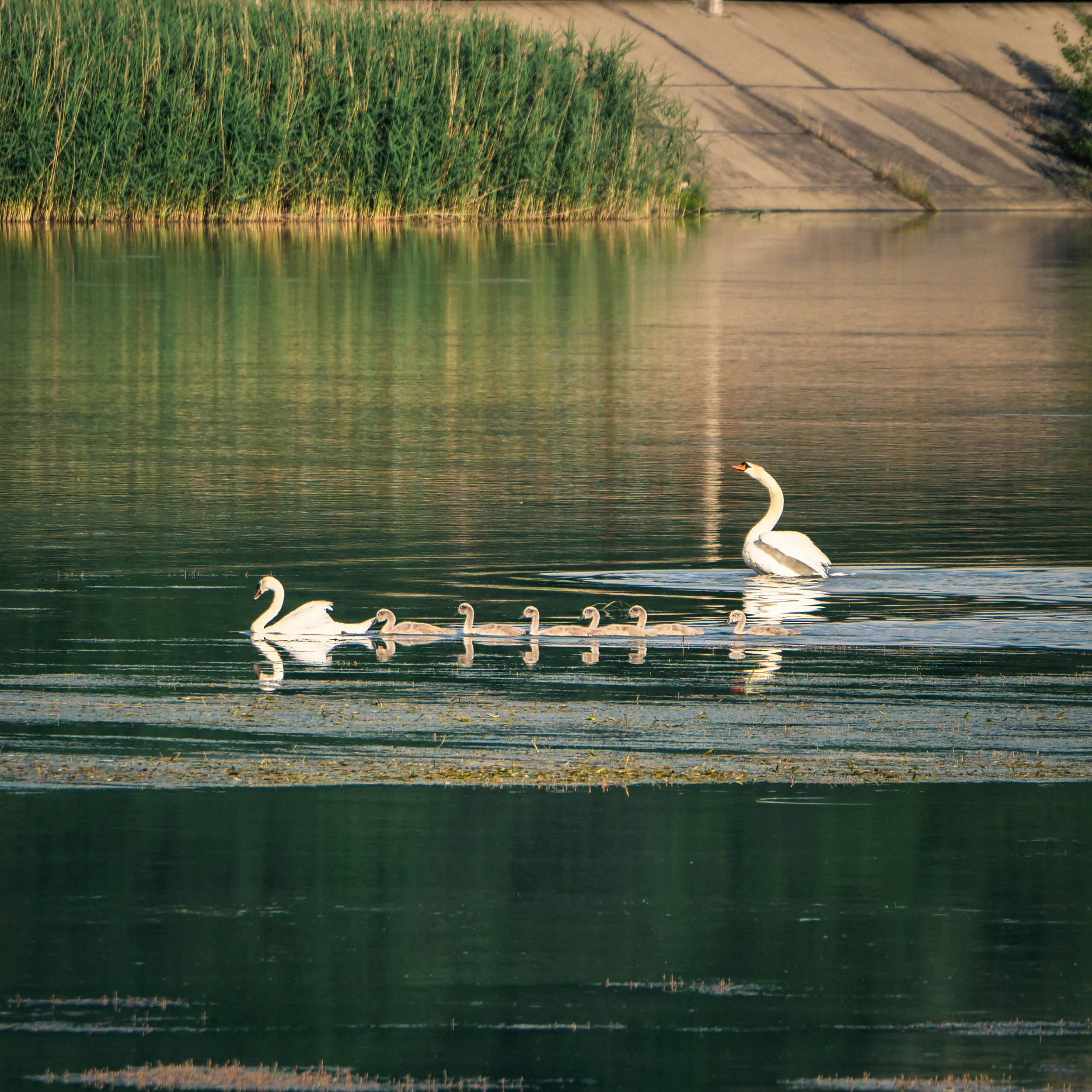 Elegant Herons in a Quiet River Bend