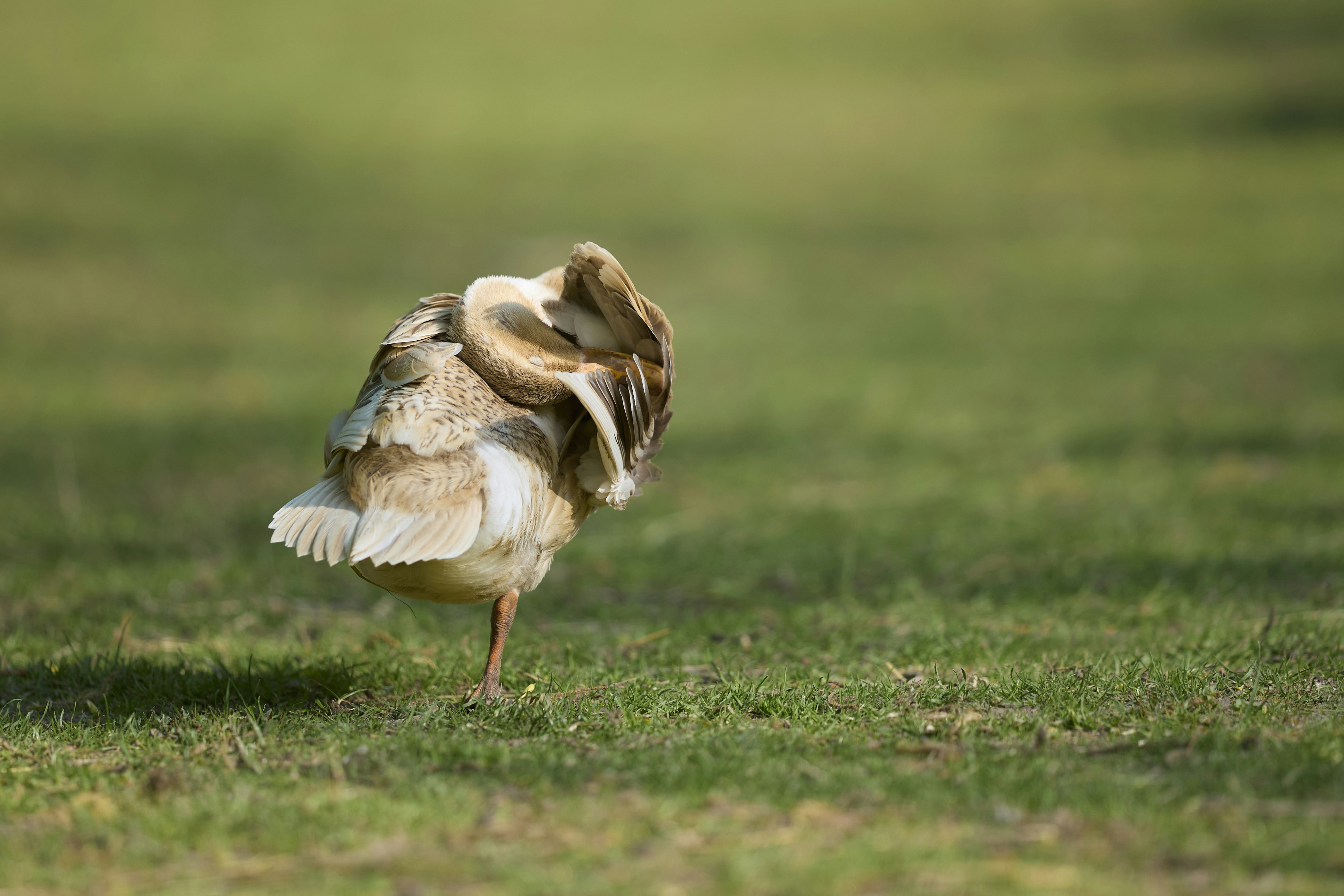 A tranquil brown and white domestic duck stands on one leg, meticulously preening its feathers in a lush green grassy field, captured in soft natural light.