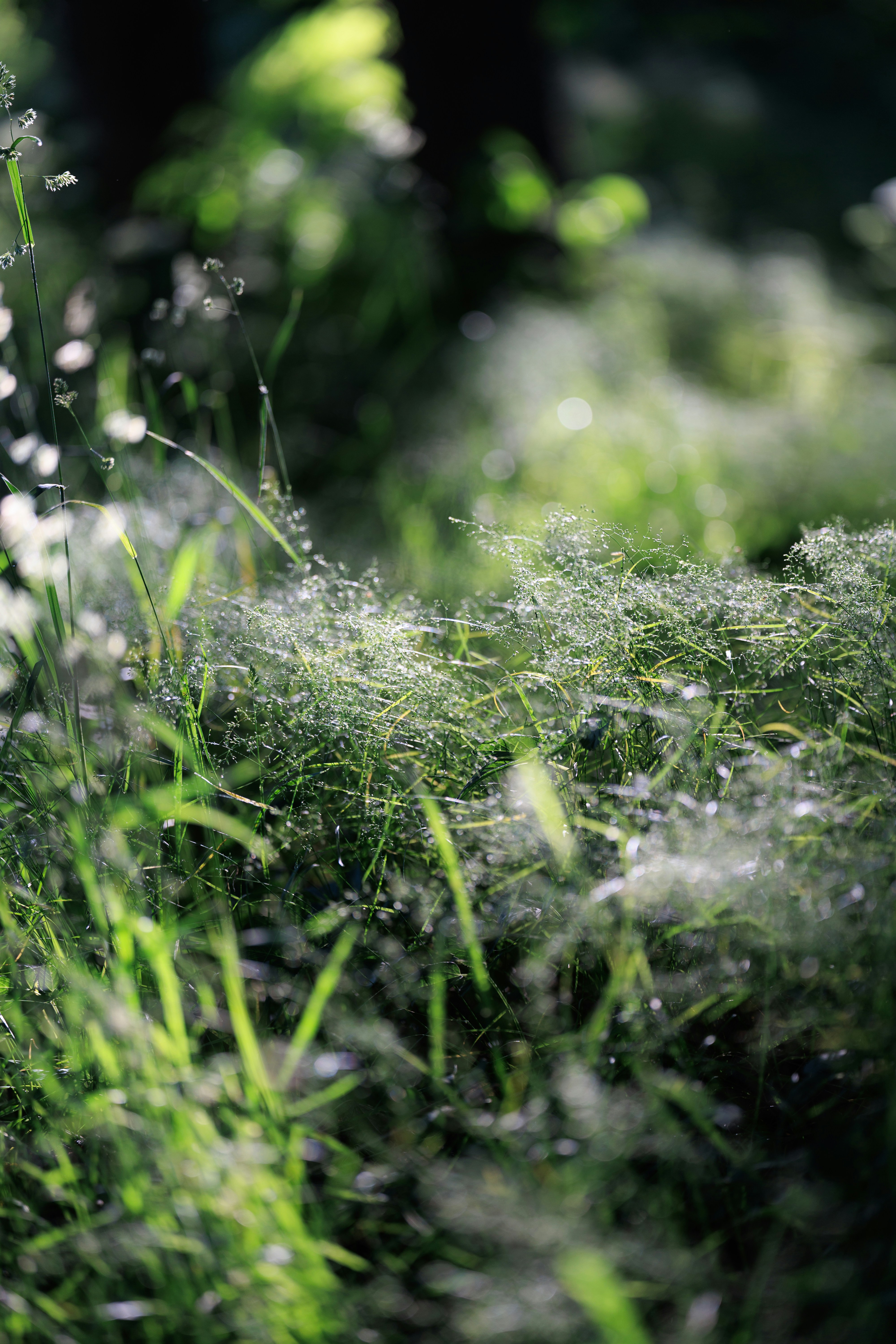 Dew-kissed Grasses in Dappled Morning Light