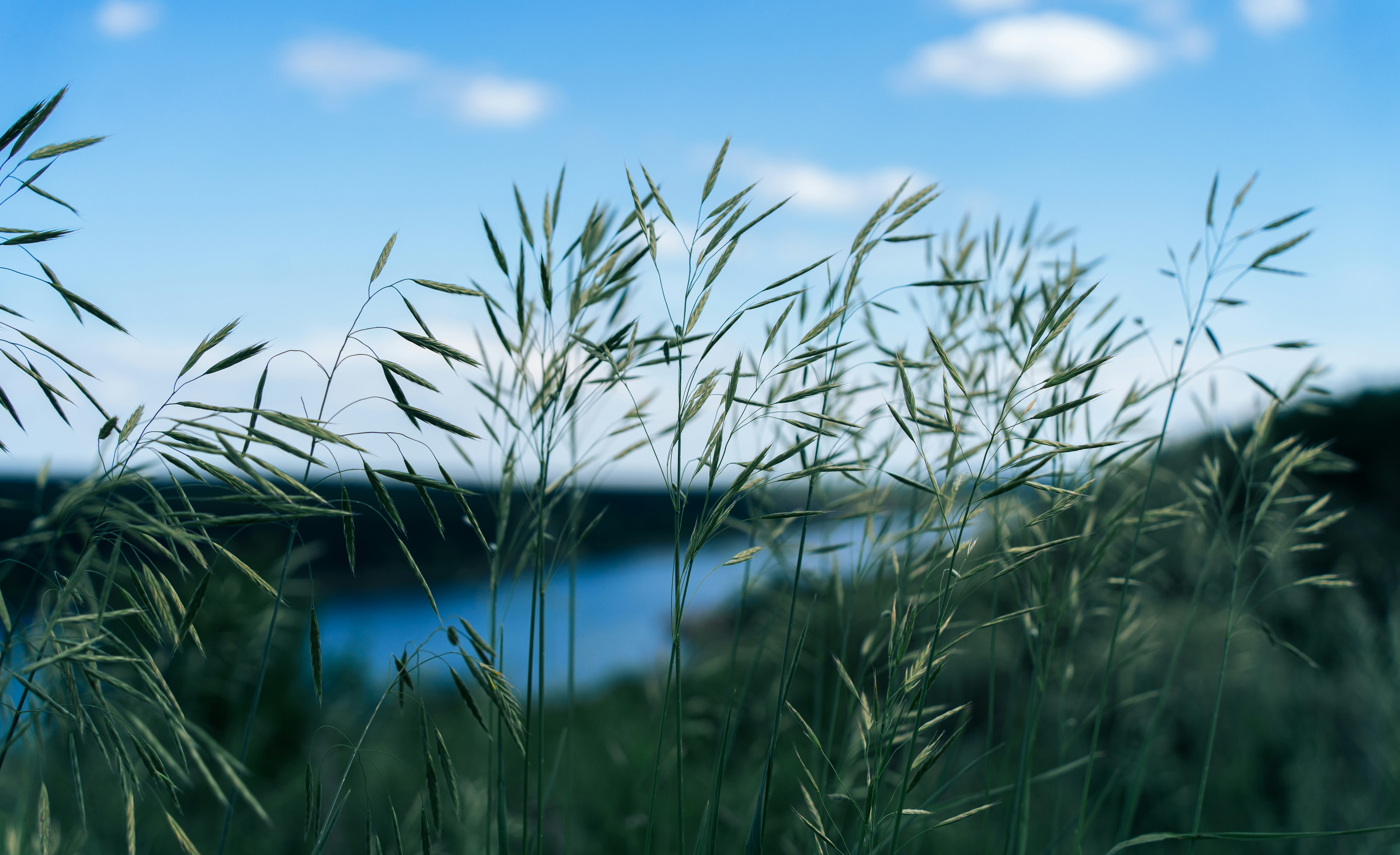 Field of Slender Grasses Under a Bright Blue Sky