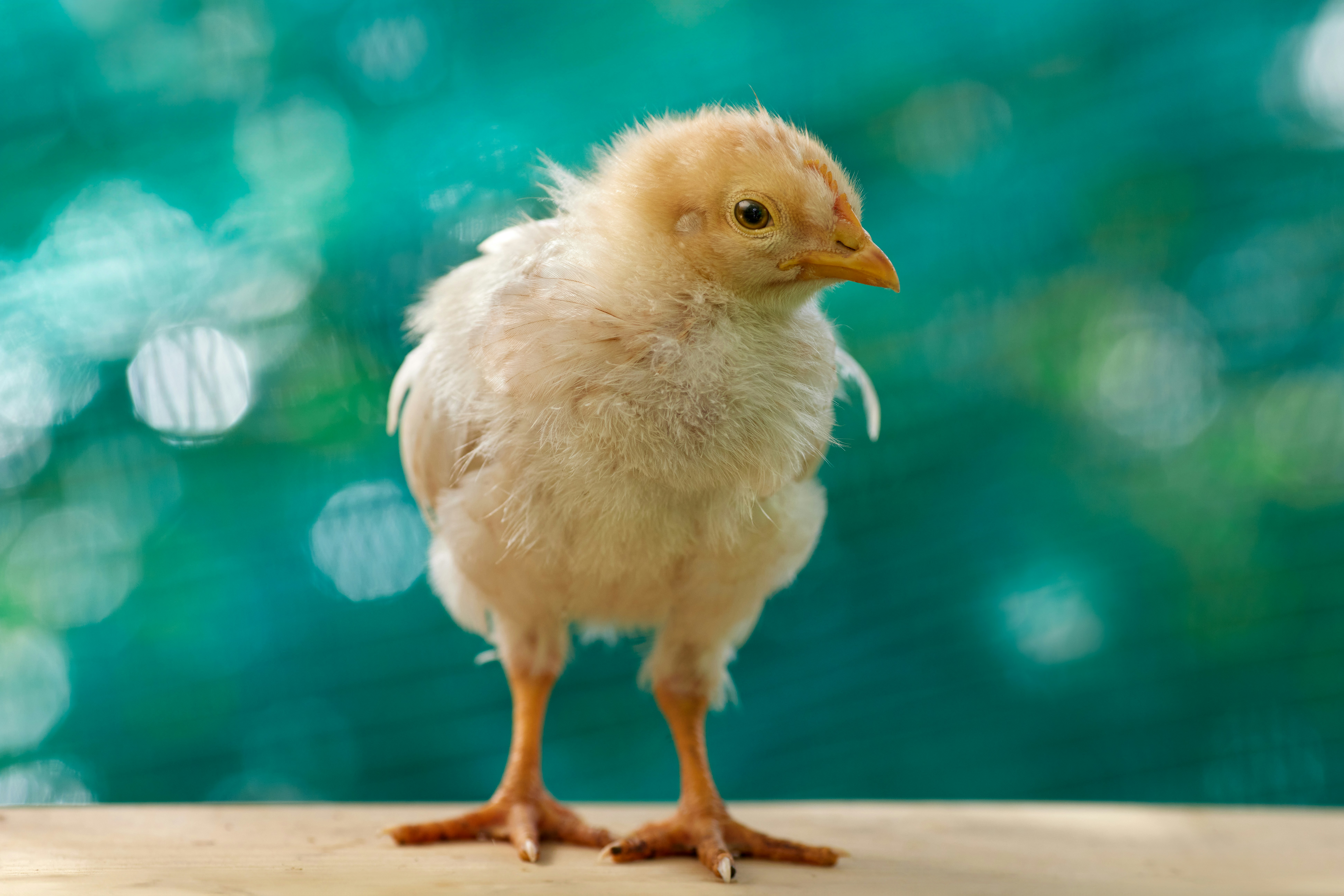 Cute fluffy chick standing on a light surface, looking curious against a vibrant, blurry teal background with sparkling bokeh lights. Symbolizes new life and innocence.
