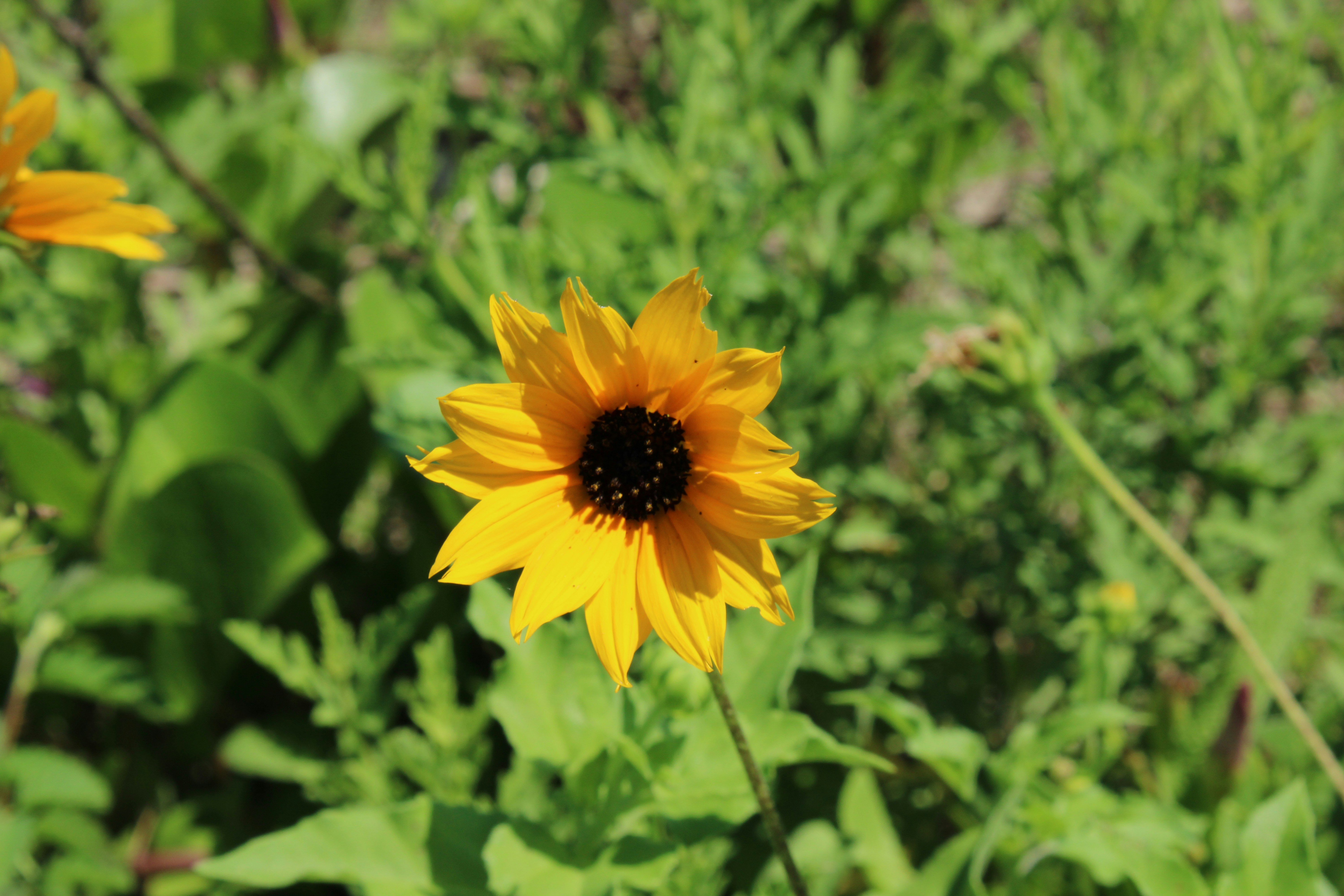 Sunlit Yellow Bloom Amid Verdant Blur