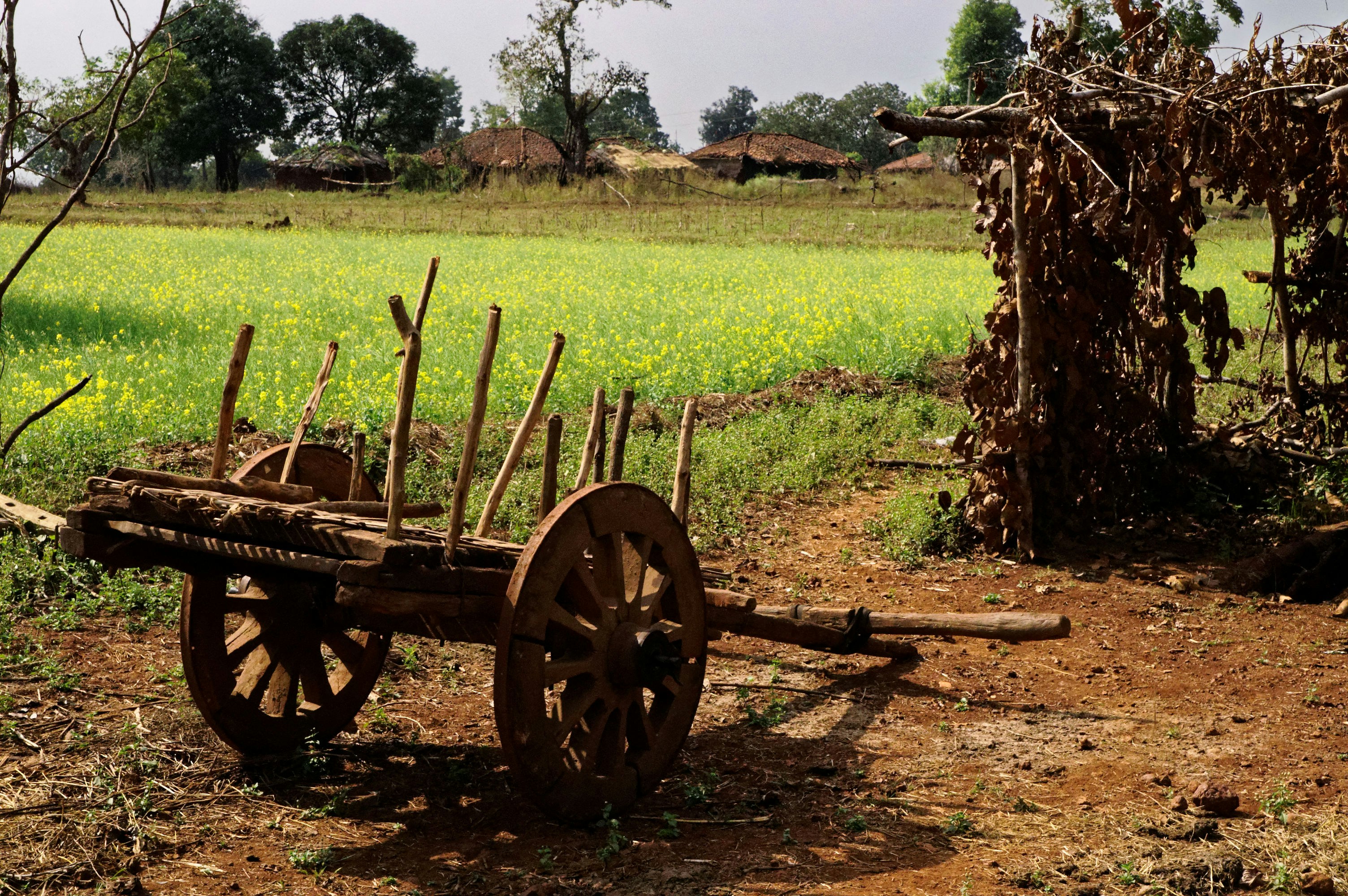 An old wooden bullock cart in a rural field.