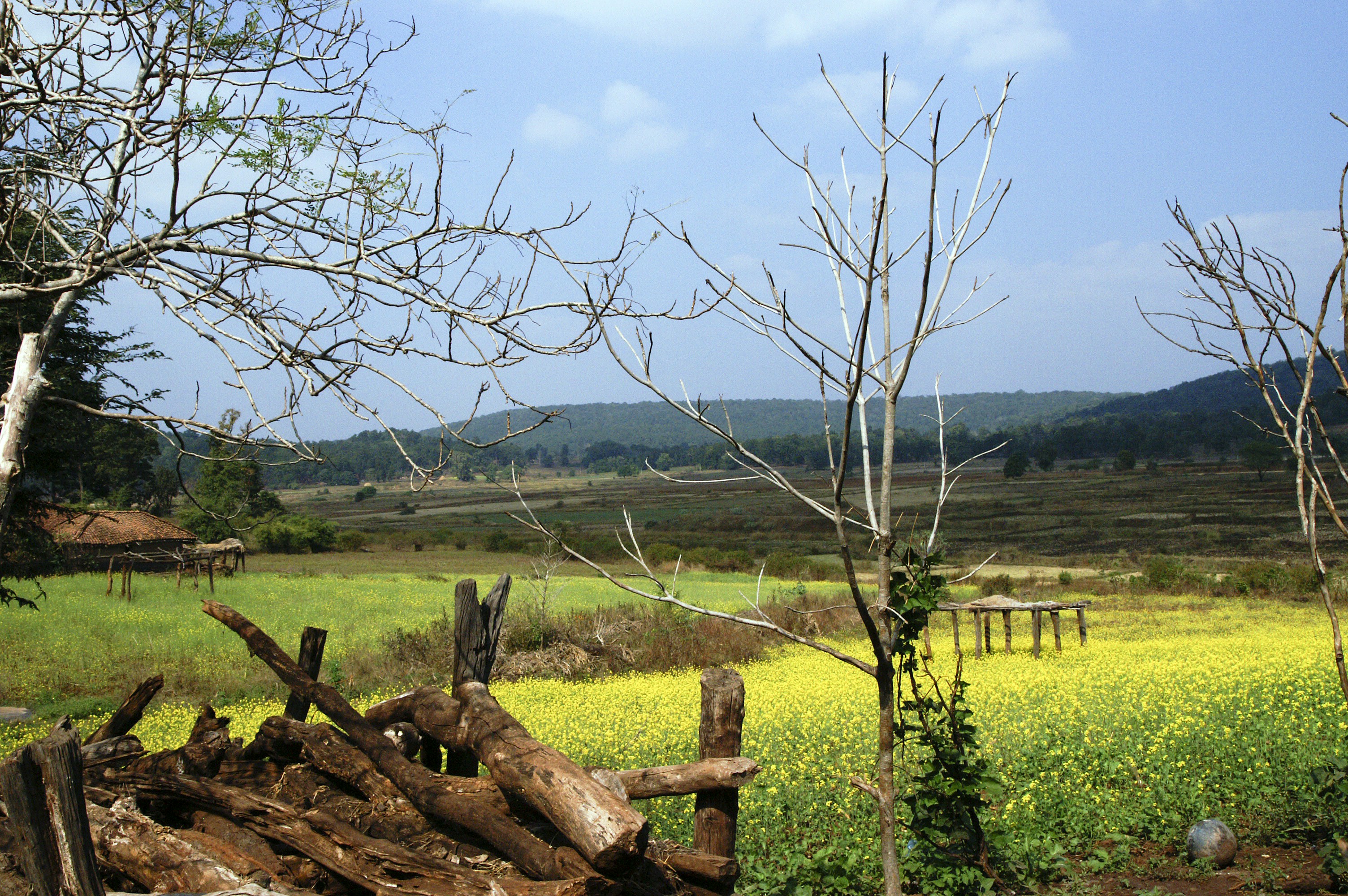 Rural Mosaic: Yellow Bloom Beyond Weathered Fences