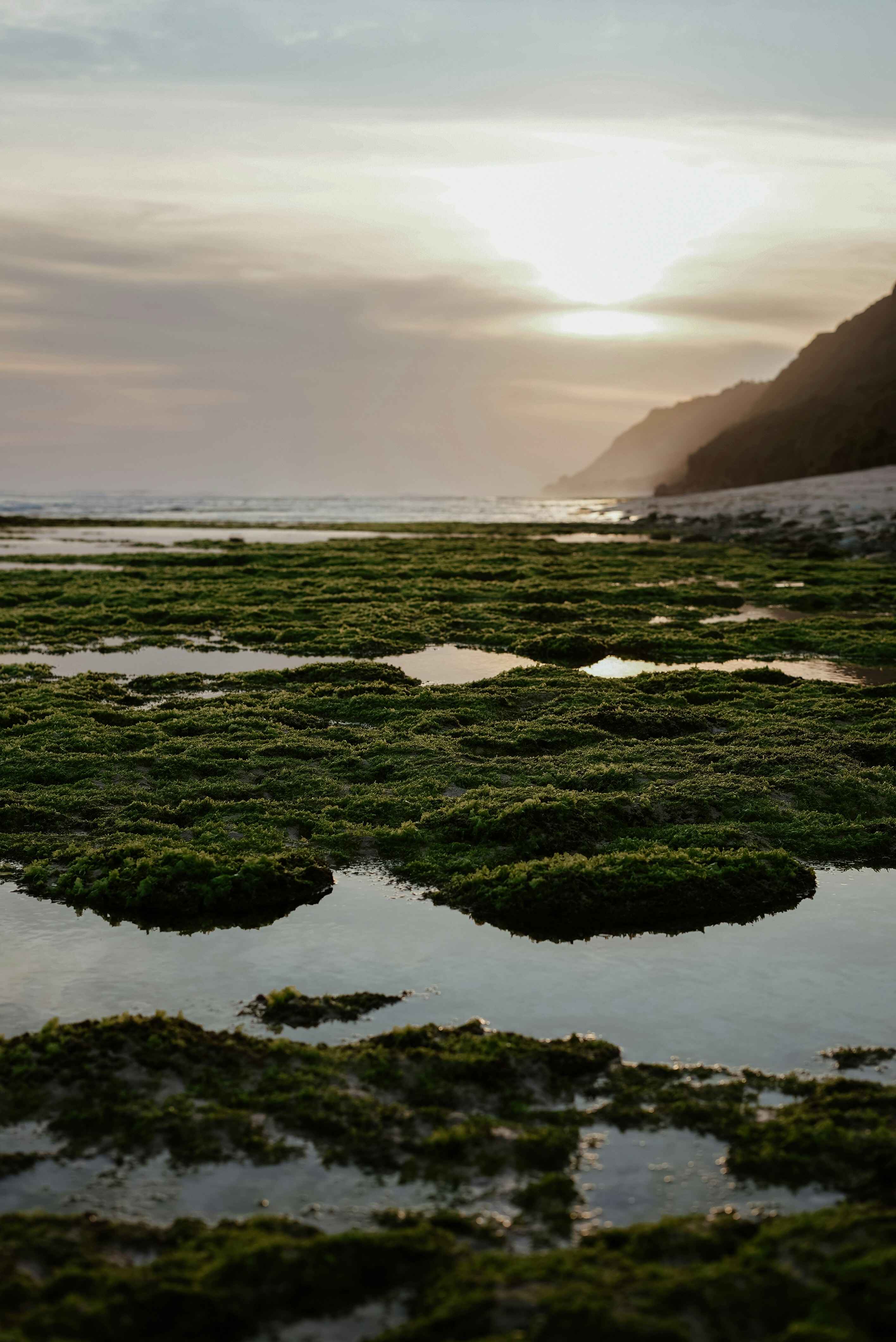 Sunlit Shoreline Bloom: Mossy Flats at Dusk