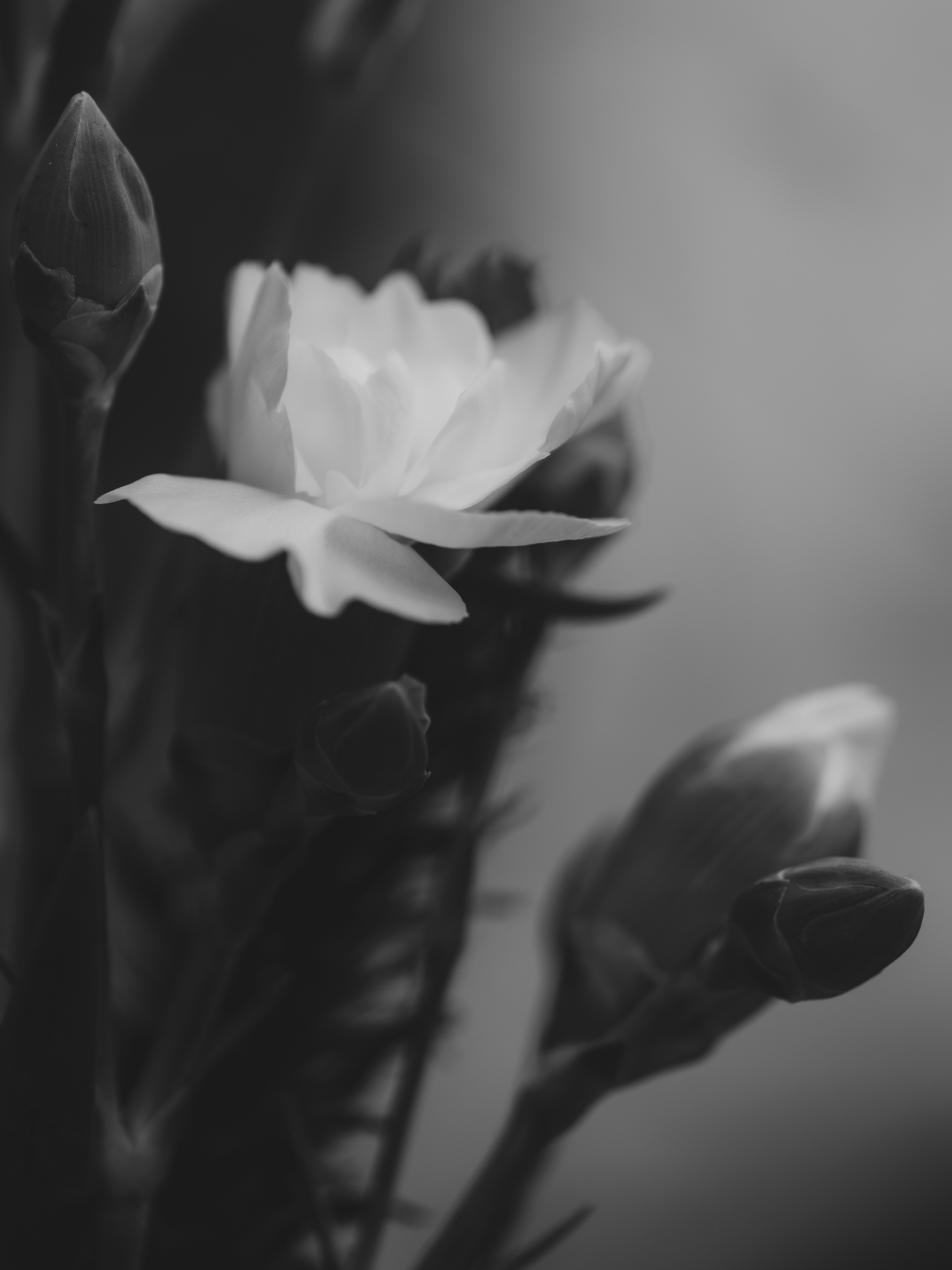 Soft Bloom: A Monochrome Close-Up on a Budding Flower