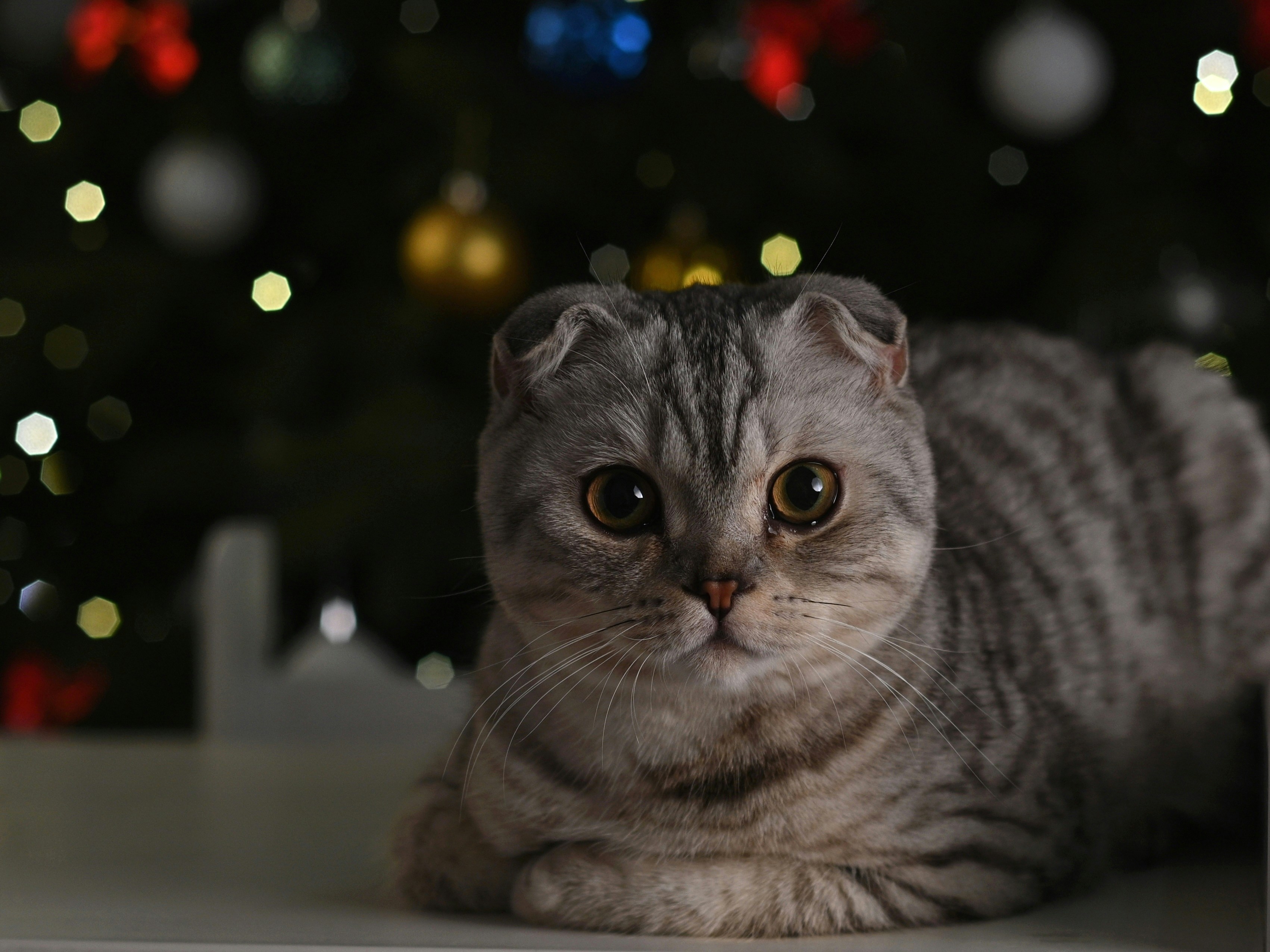 Curious Kitten Under Festive Lights