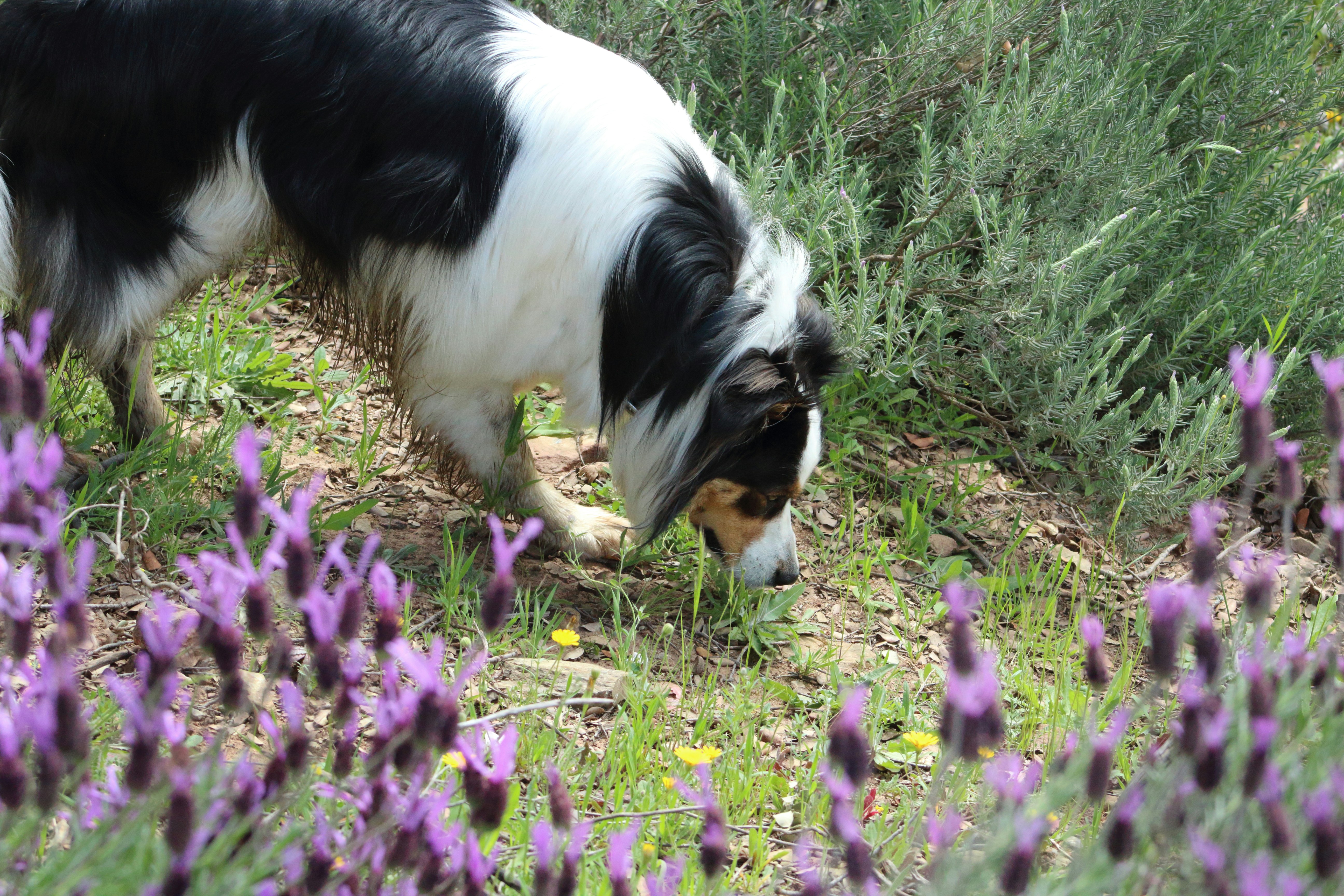 Border Collie Nosing Through Lavender in a Sunlit Patch
