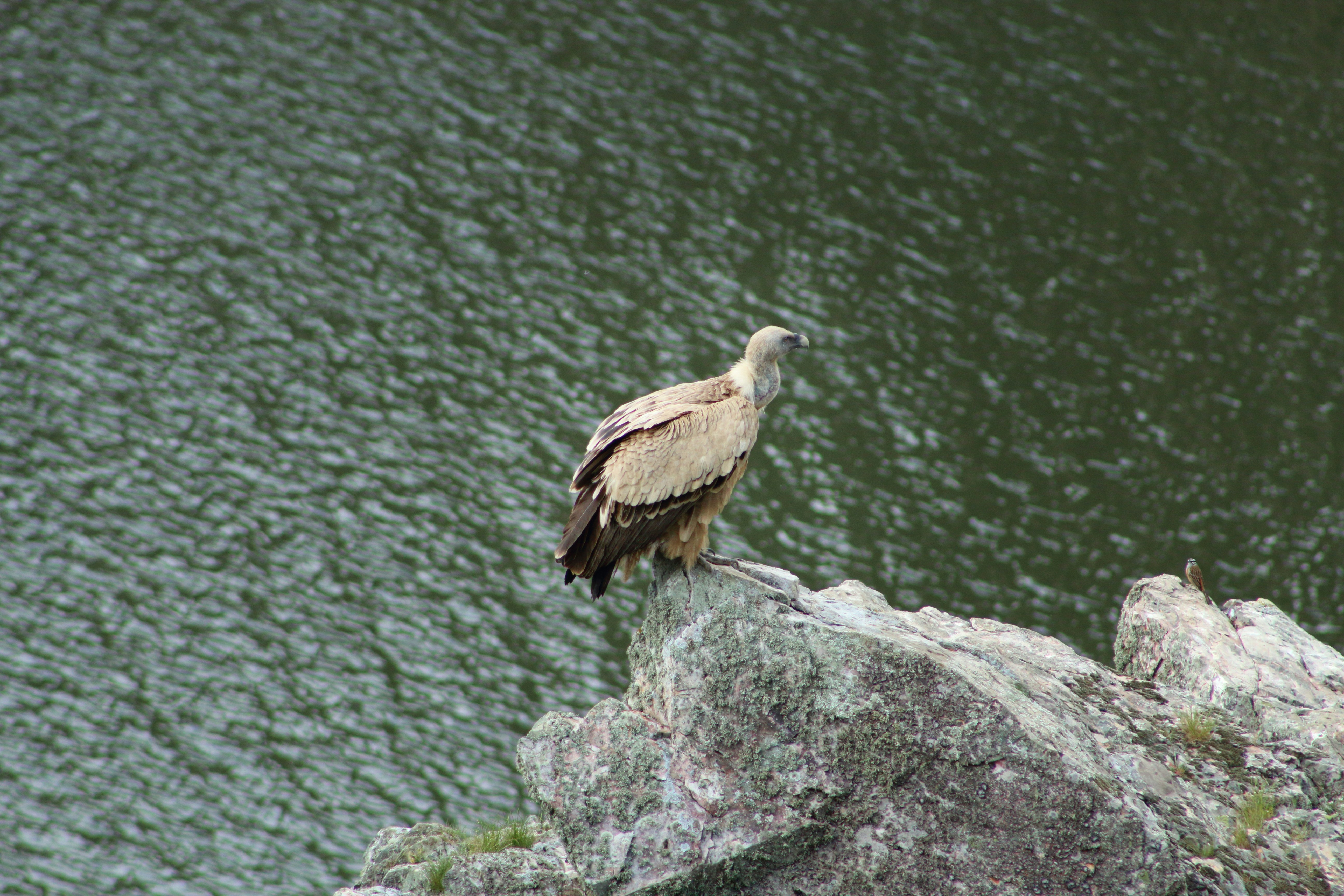 Perched on granite: a lone heron surveying the water
