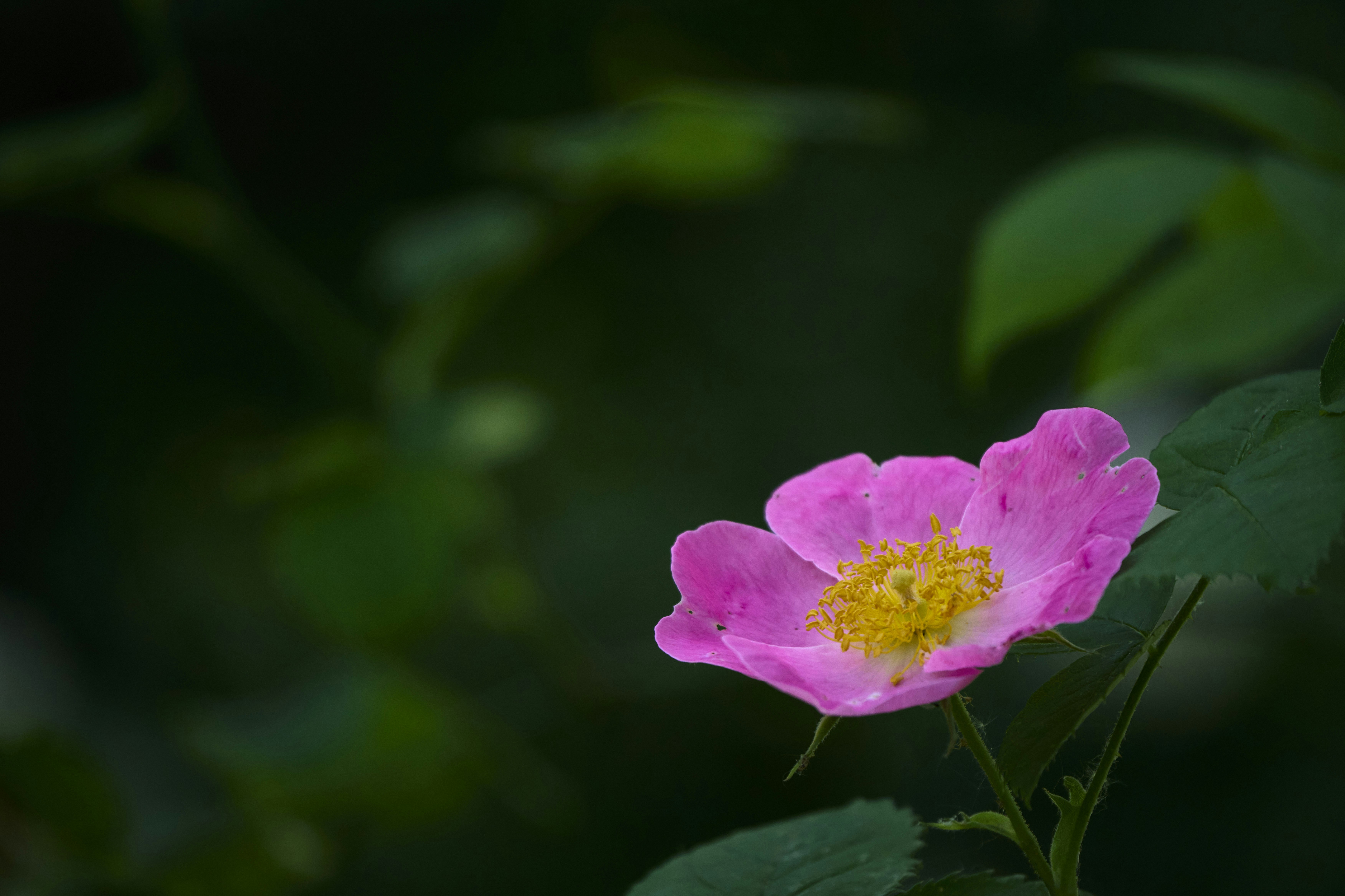 A single pink wild rose with a yellow center.