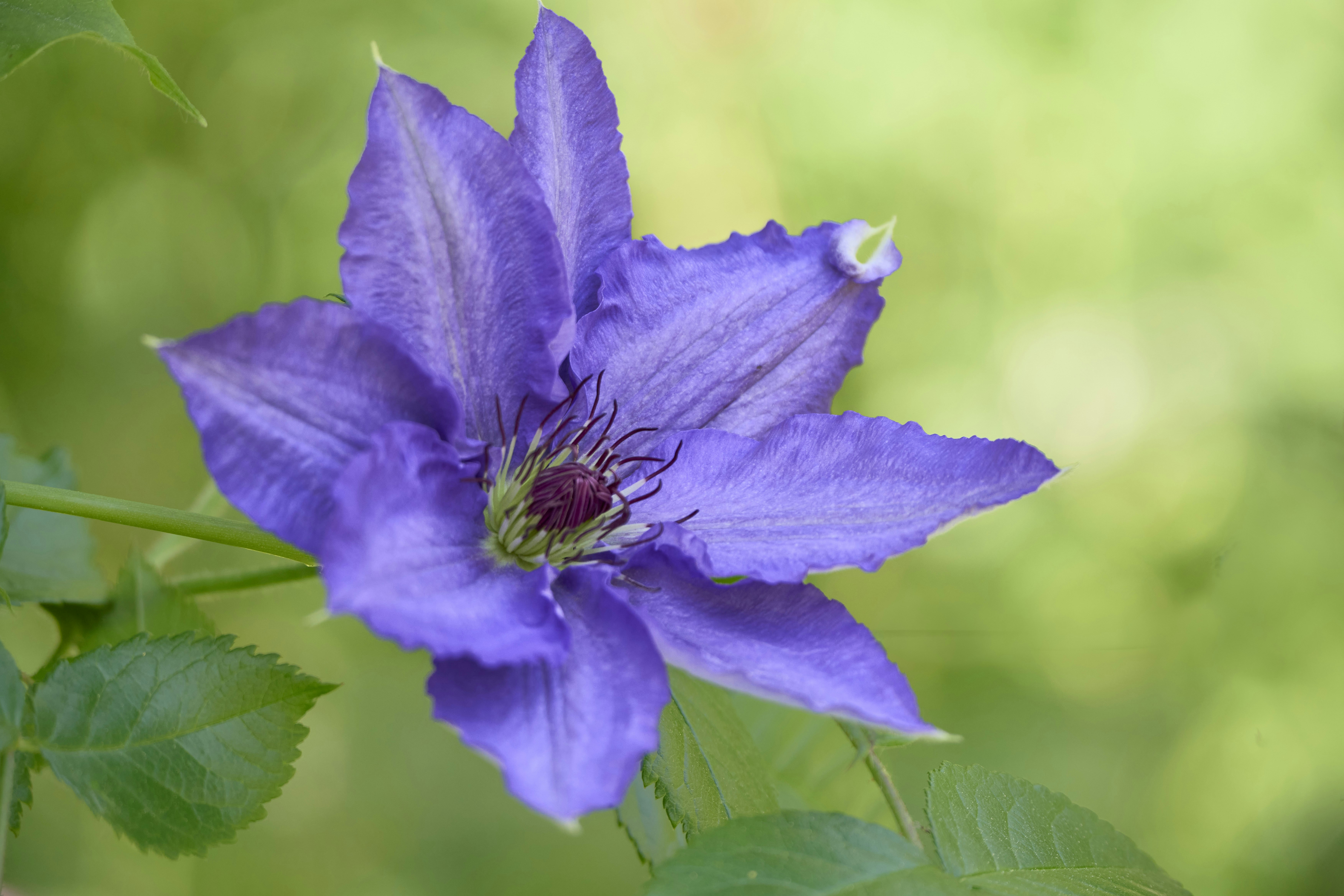 Violet Bloom Centerstage in Soft Green Backdrop