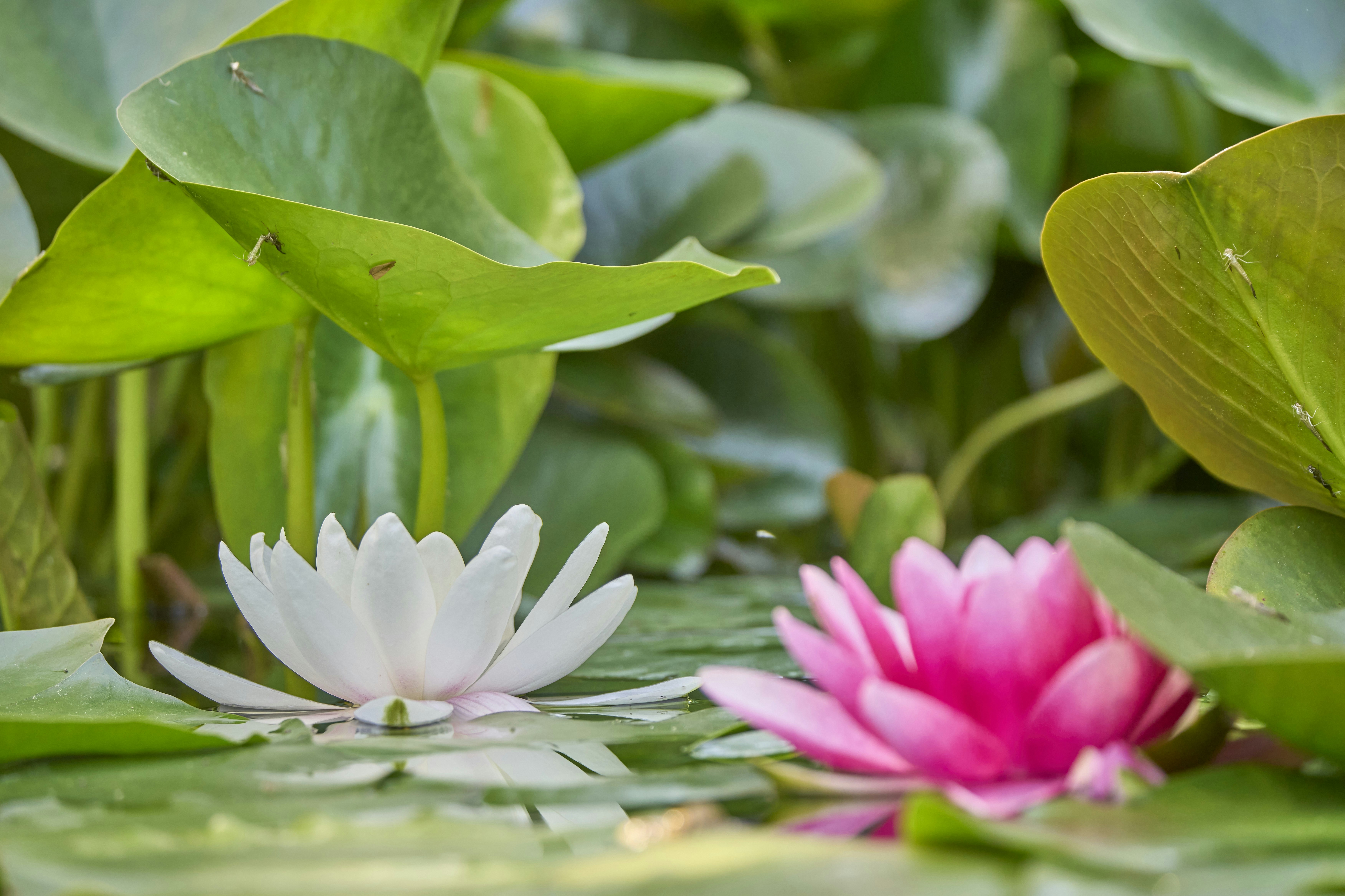 White and pink water lilies float among green lily pads.