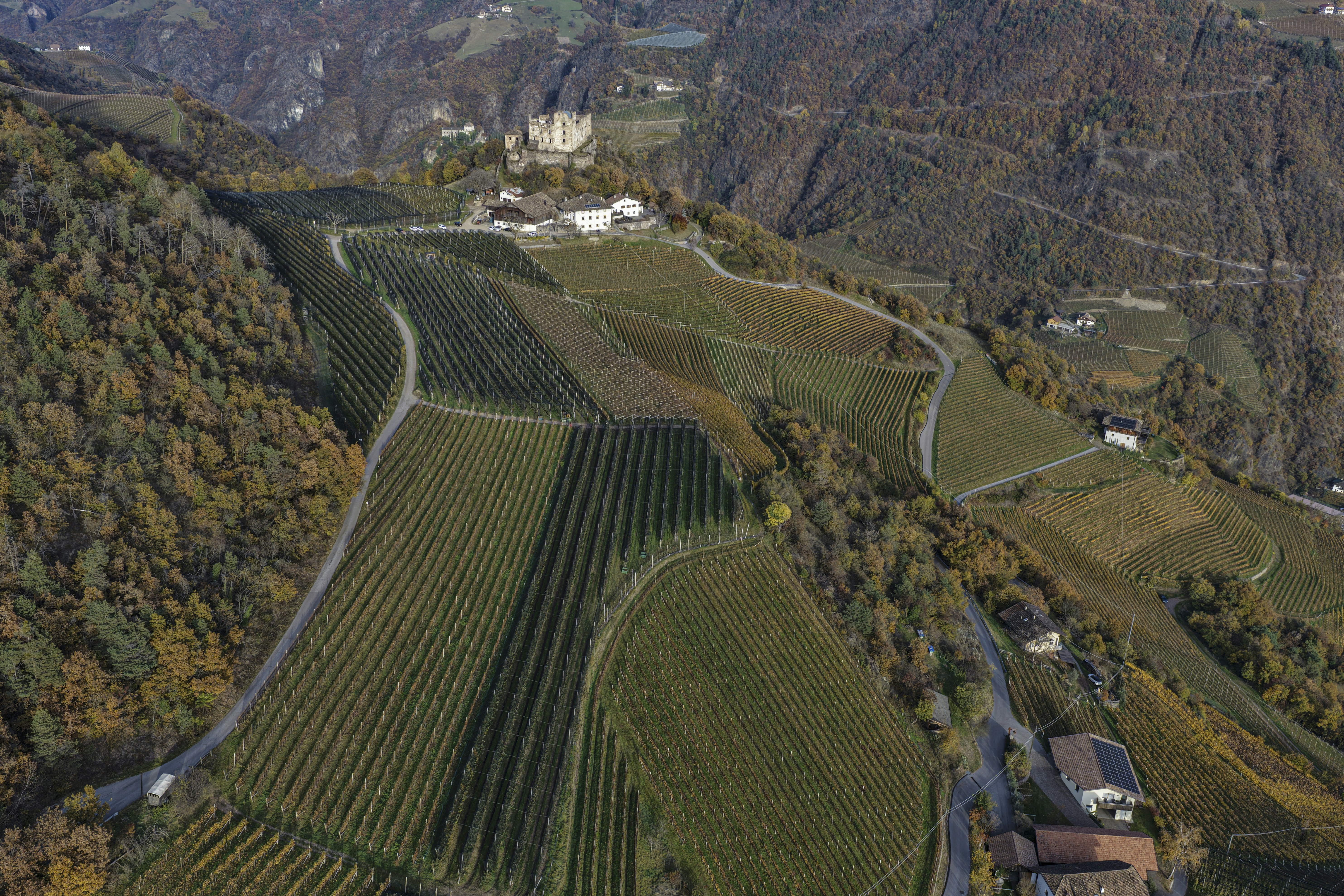 Terraced Vineyard Ridge: Aerial Palette of Autumn Rows