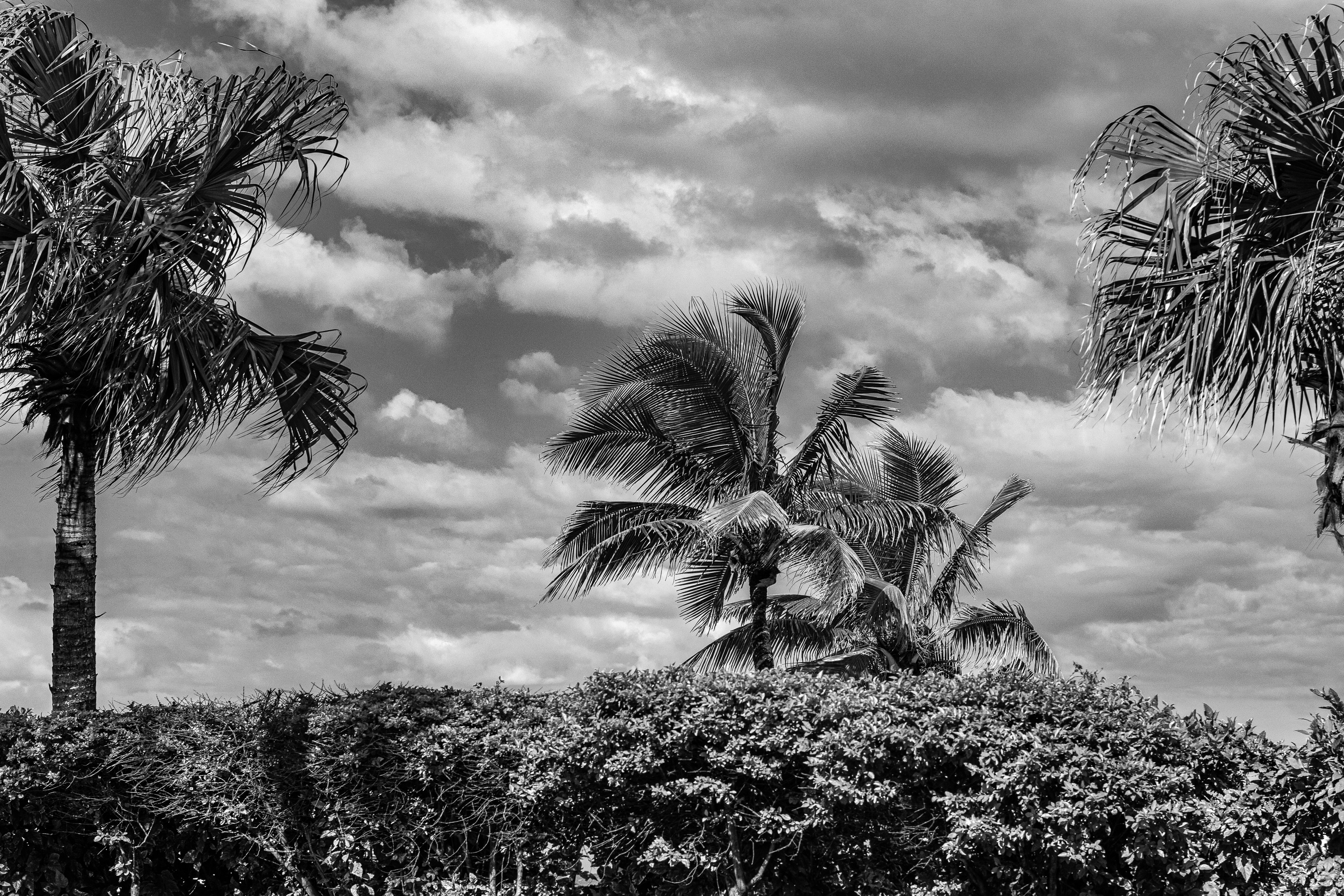 Monochrome scene of palm trees and a dense hedge beneath a cloudy sky, highlighting natural shapes and textures. Photograph is a black-and-white landscape.