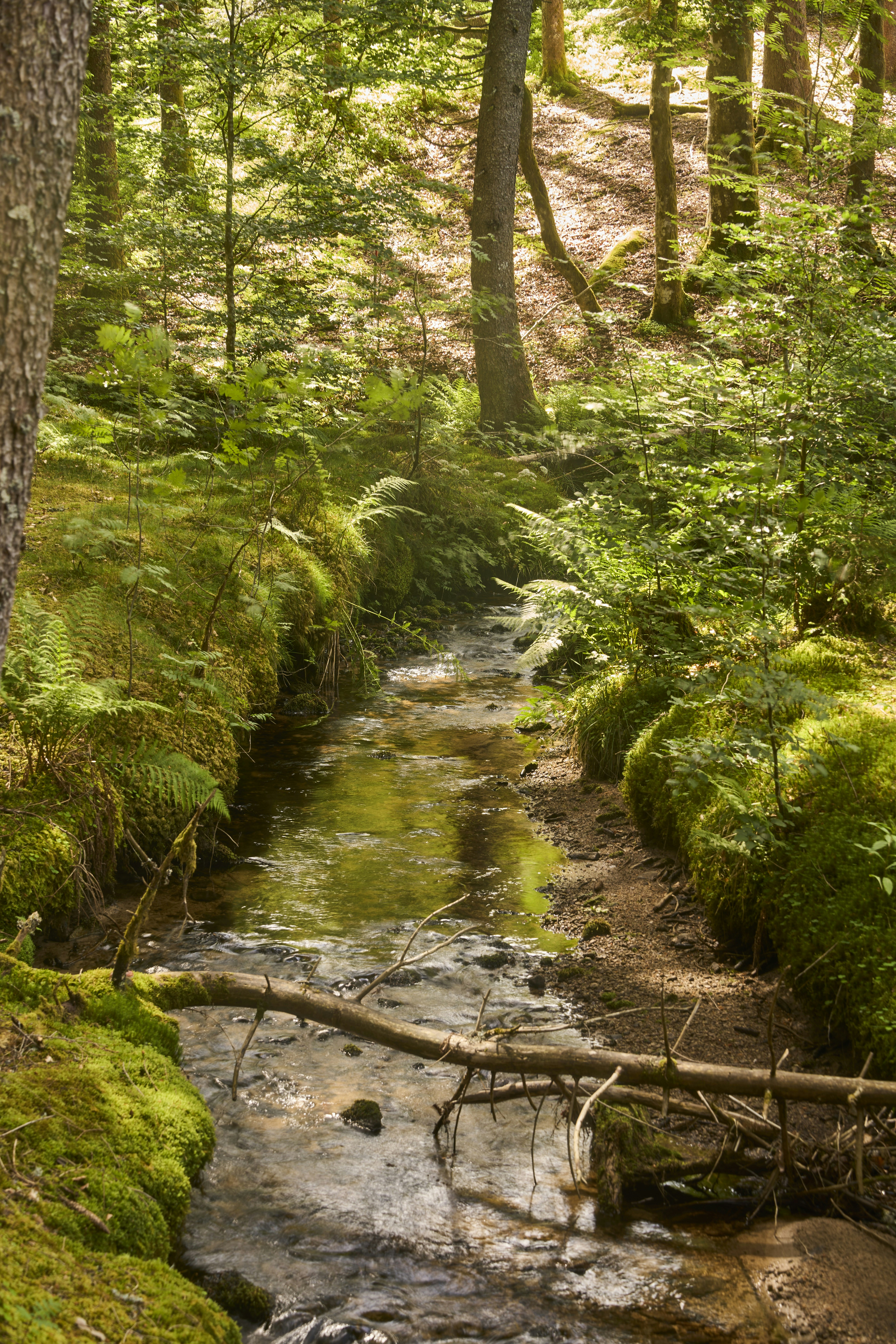 Quiet Stream Through Fern-Covered Forest Path