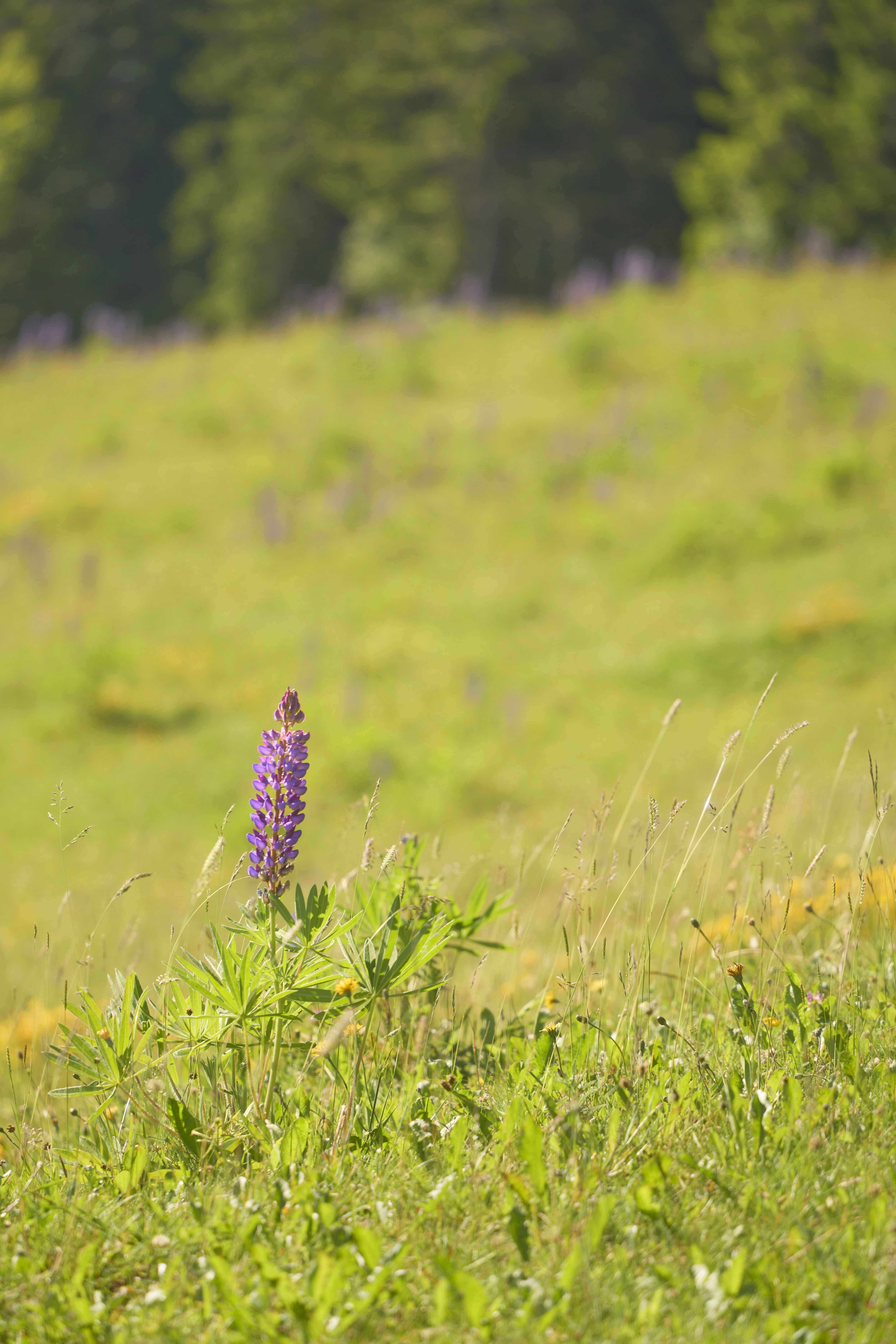 A single purple lupine stands in a vibrant green field.