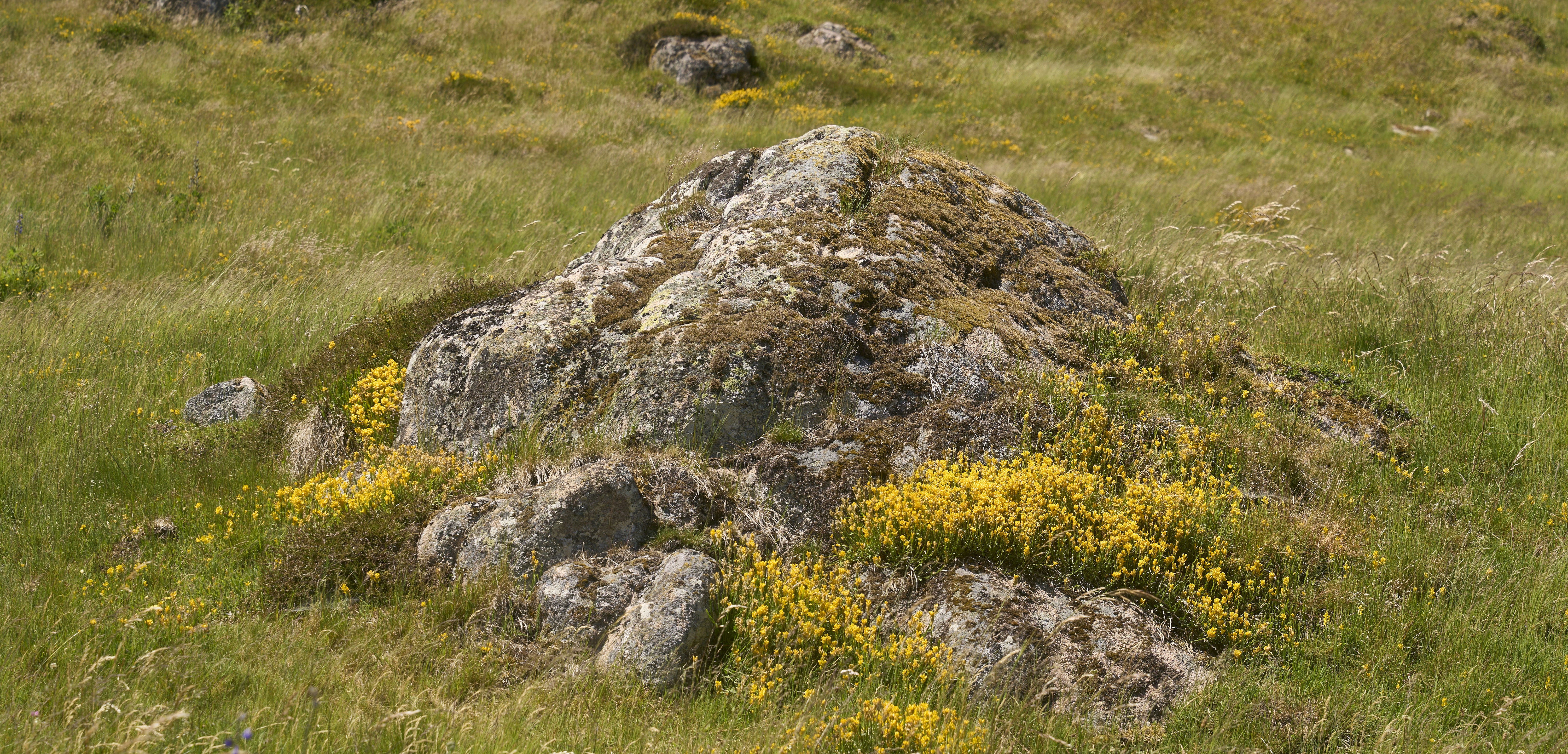 Weathered Mischief: A Moonlit Boulder in a Field of Yellow