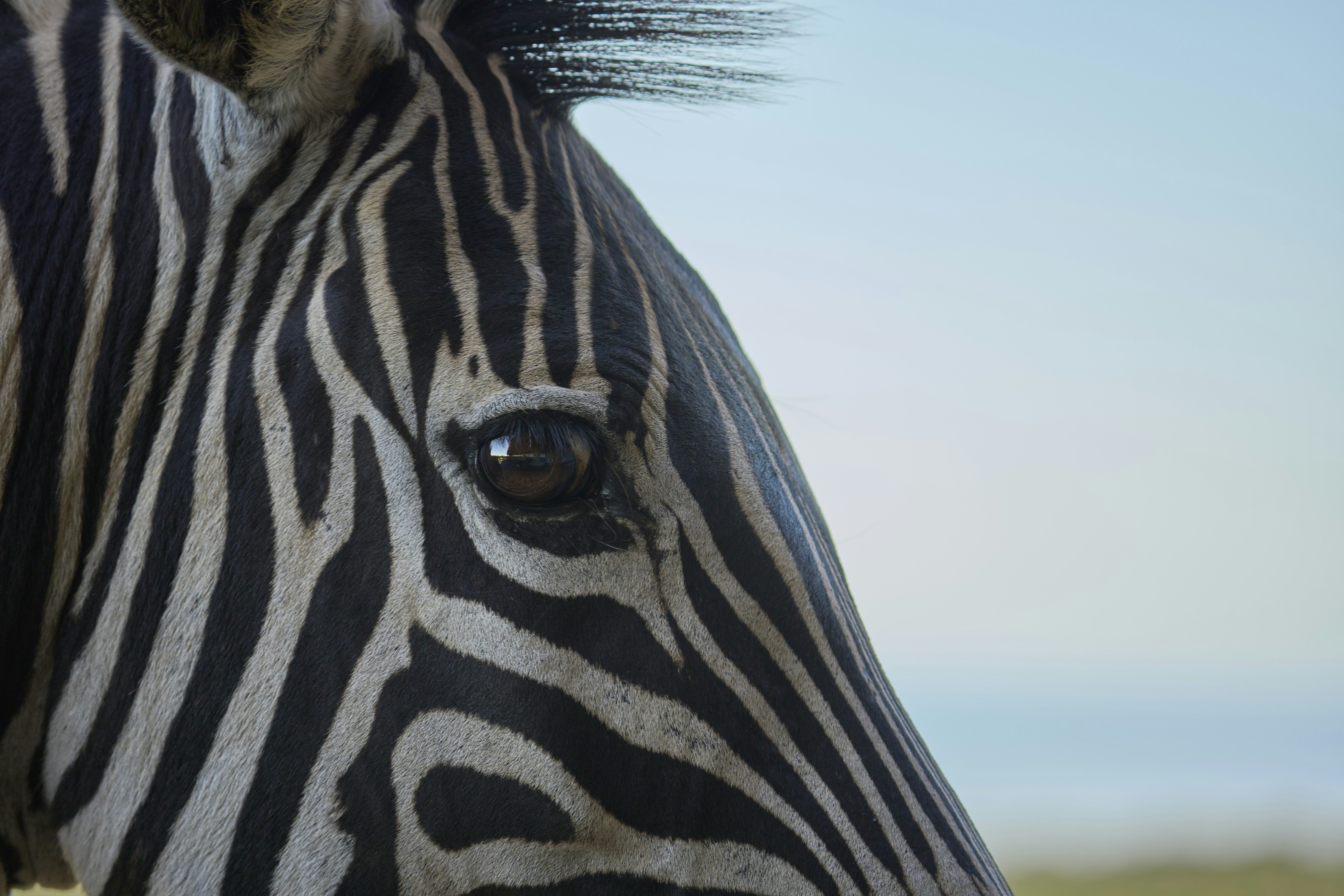 Zebra's eye and striped head against a clear blue sky.