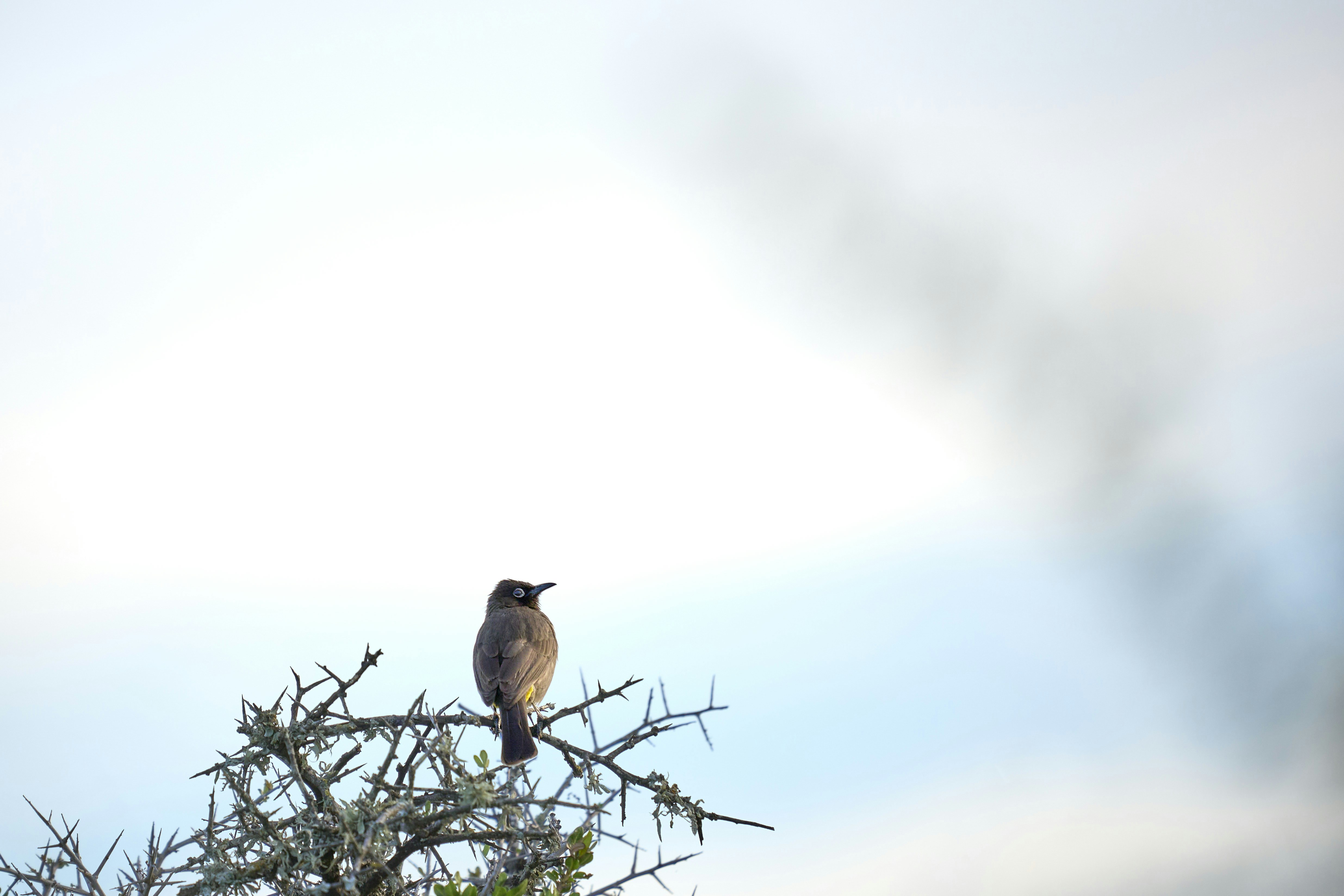 A bird on a thorny branch against a light sky.